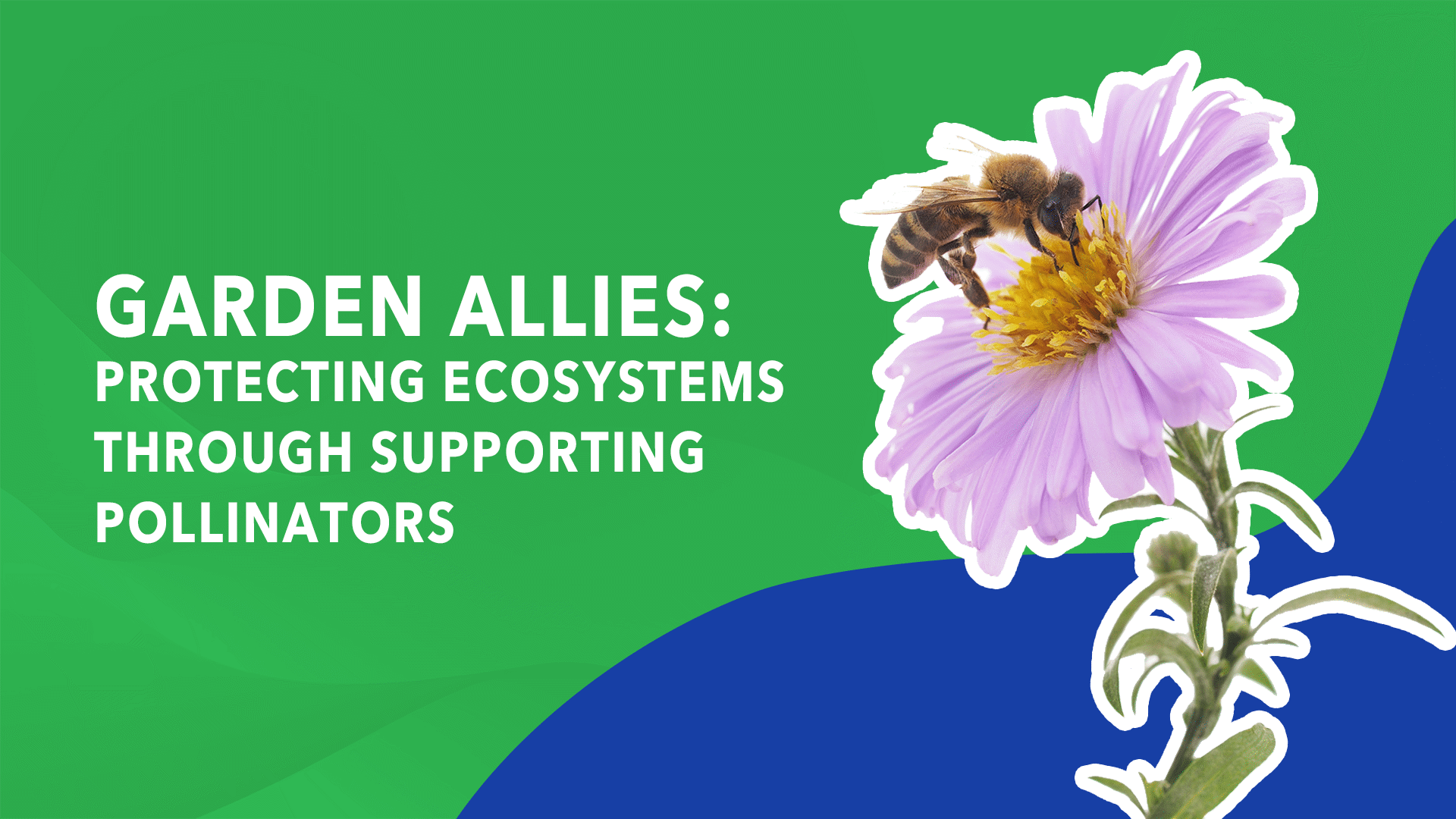 Garden Allies: Protecting Ecosystems Through Supporting Pollinators | Streamable Learning