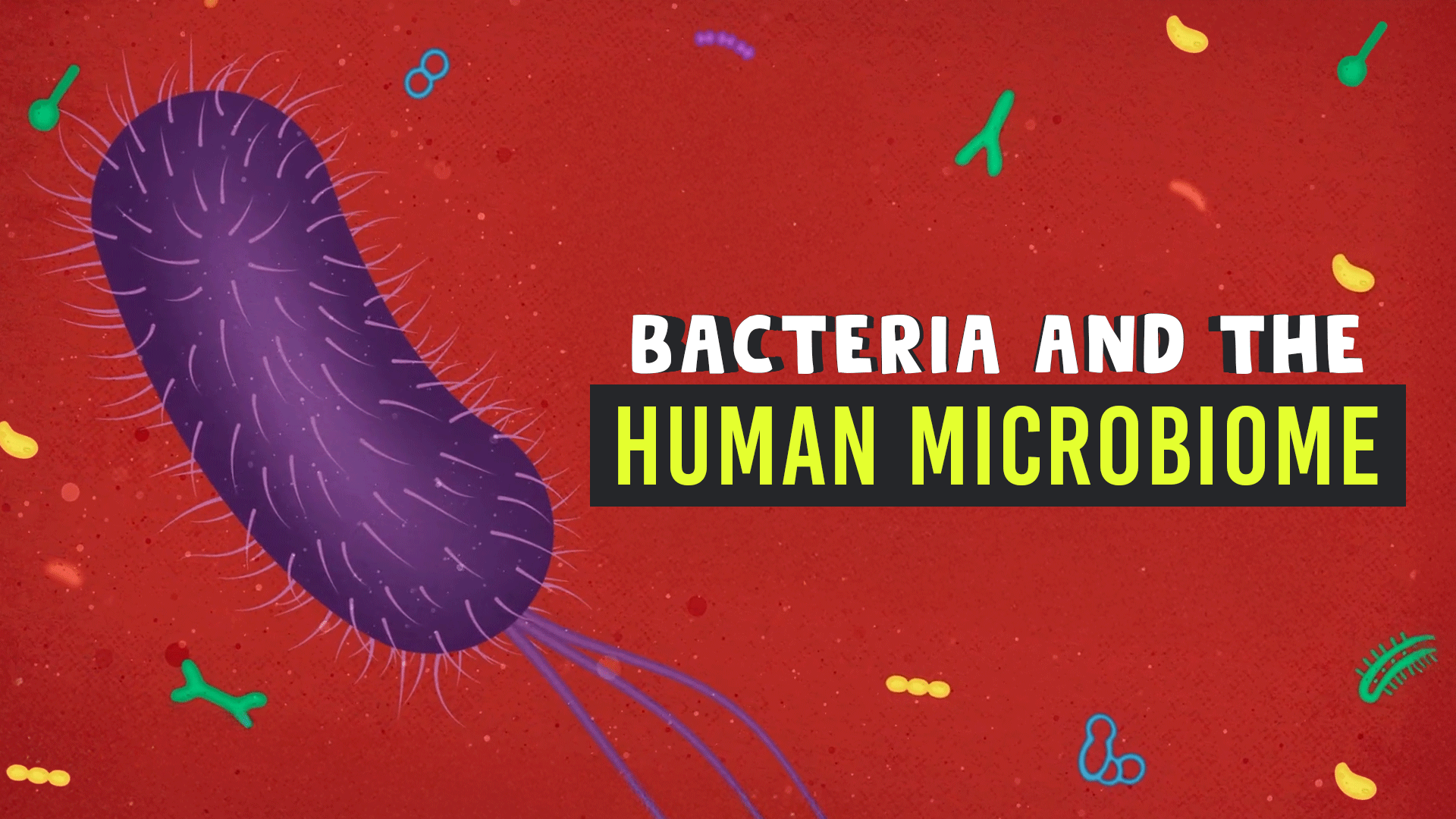 What Bacteria Are in the Human Microbiome? | ClickView