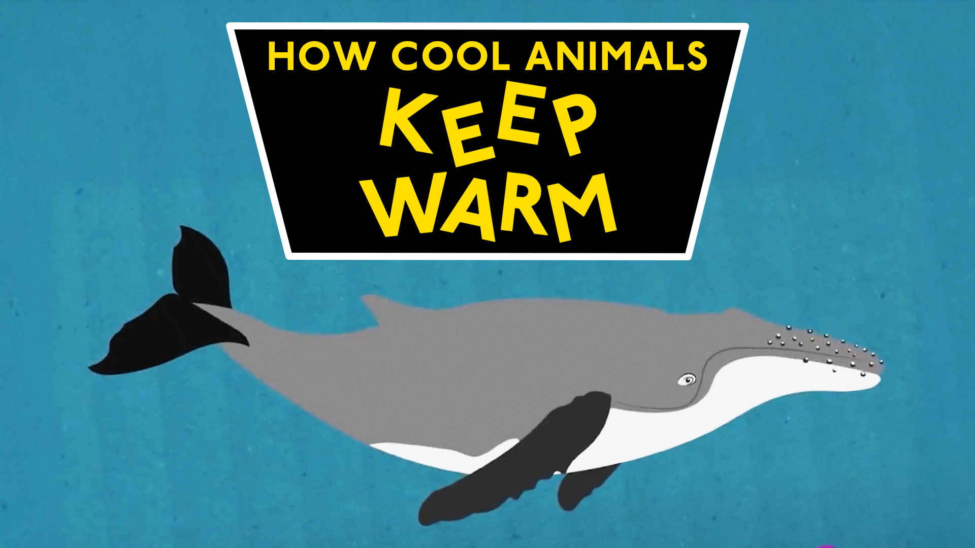 How do Whales, Penguins, and Polar Bears Keep Warm? | ClickView