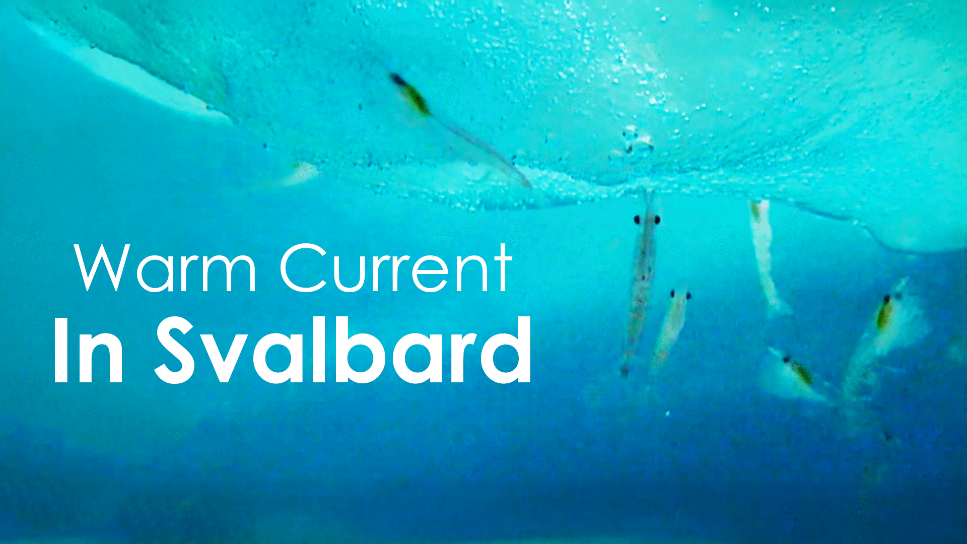 Warm Current In Svalbard Video & Resources | ClickView