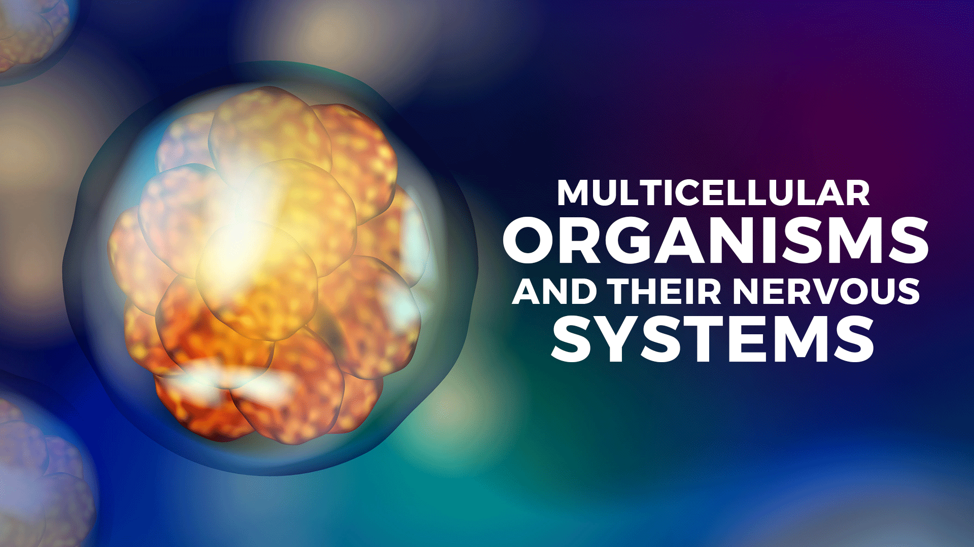 Multicellular Organisms and Their Nervous Systems | ClickView
