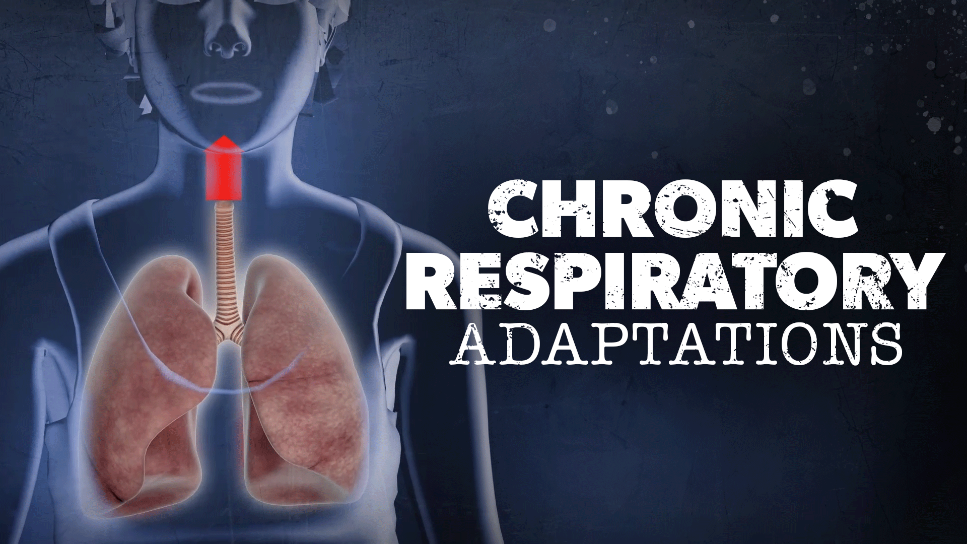 Chronic Adaptations to Exercise | ClickView