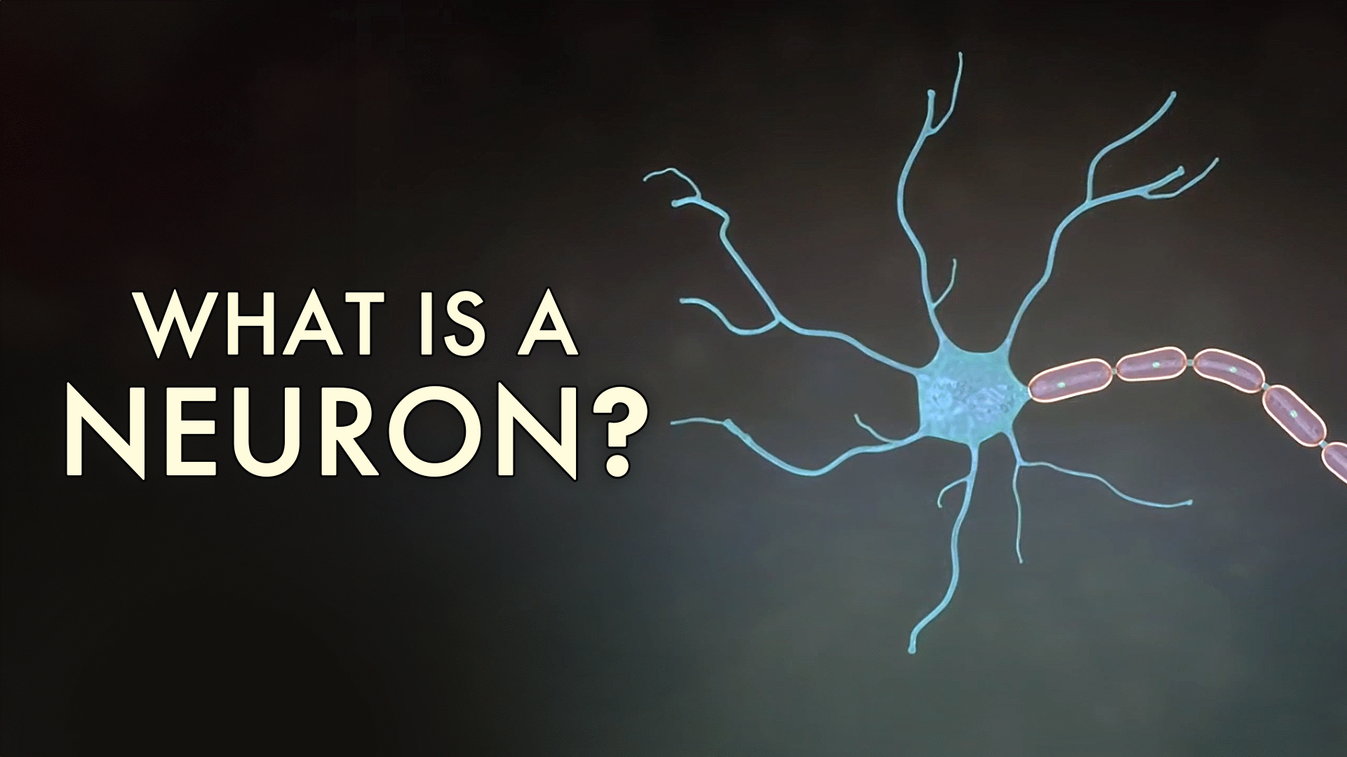 Neuron: The Structural and Functional Unit of the Nervous System ...