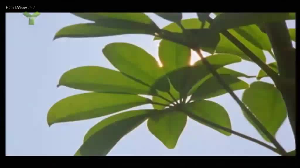 The Life of Mammals Videos & Resources | ClickView