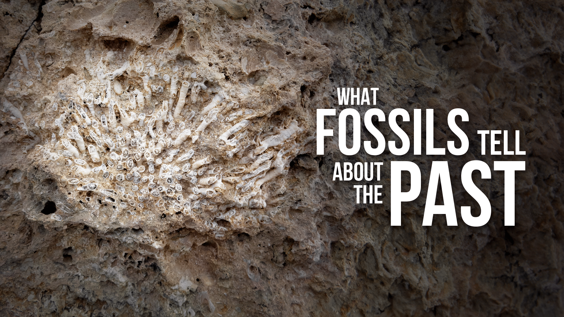3 Secrets About Ancient Earth Hidden in Marine Fossils | ClickView