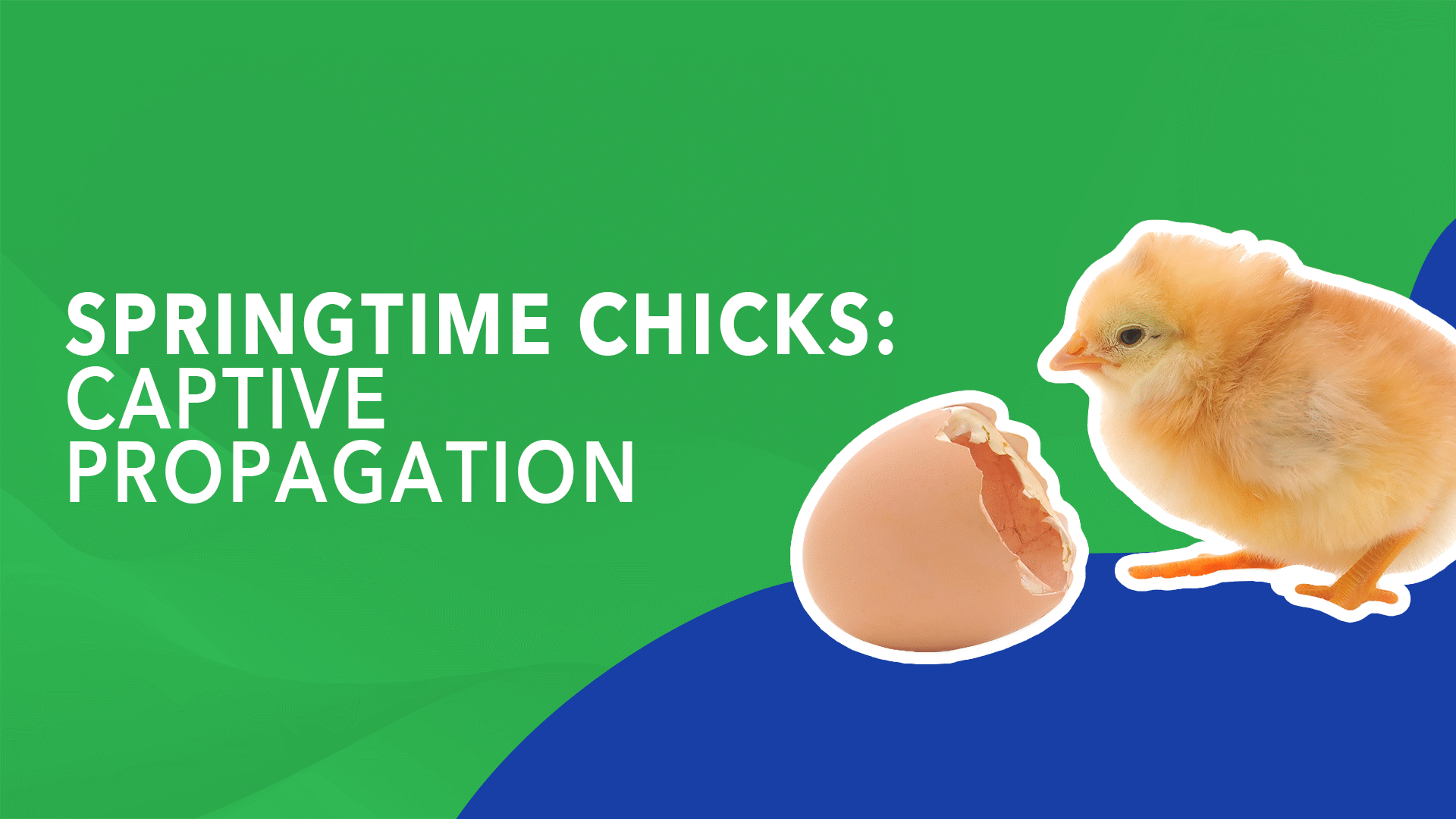 The Center for Birds of Prey presents Springtime Chicks: Captive ...