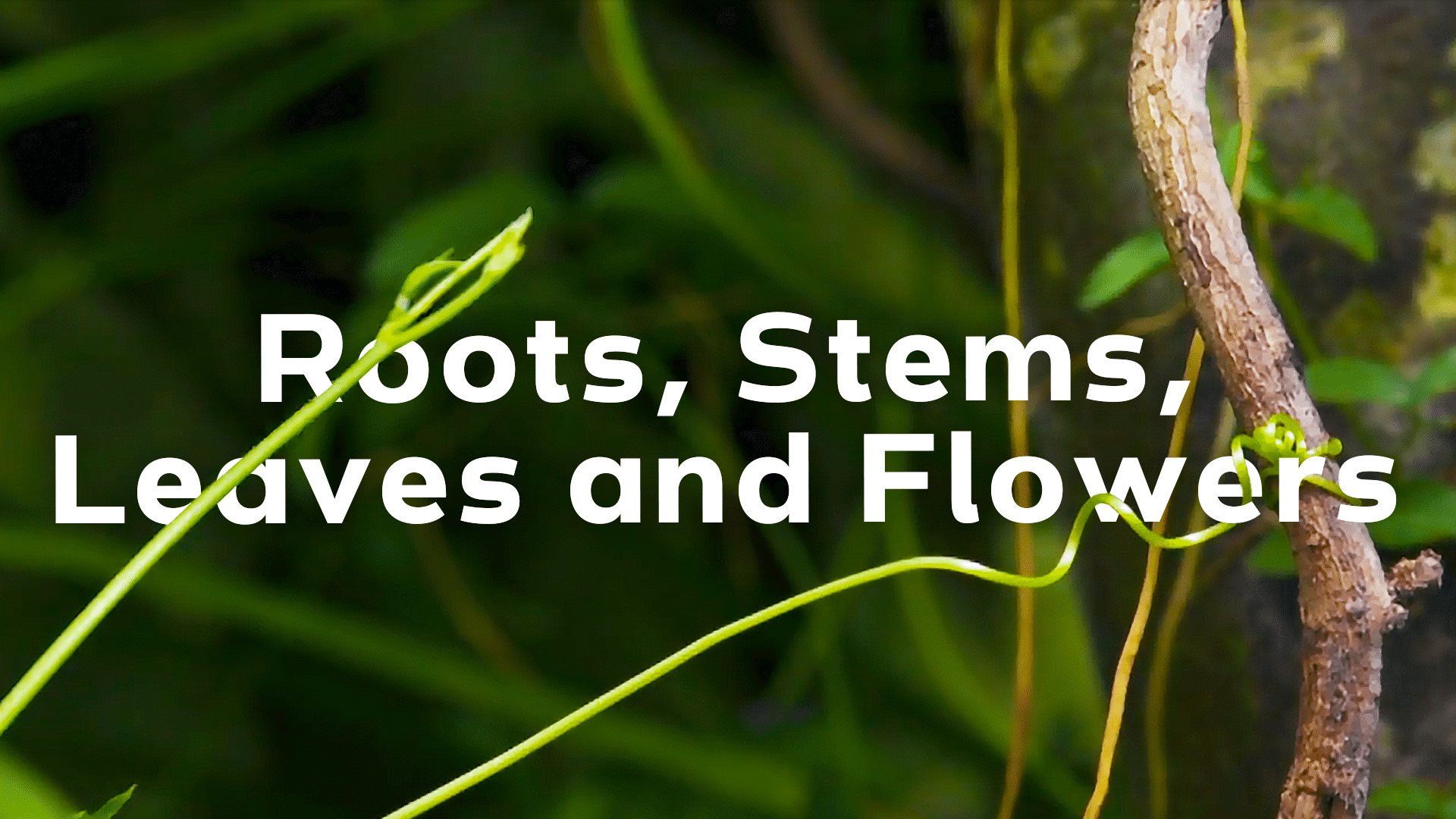 Amazing Plants: Plant Life Cycle | ClickView