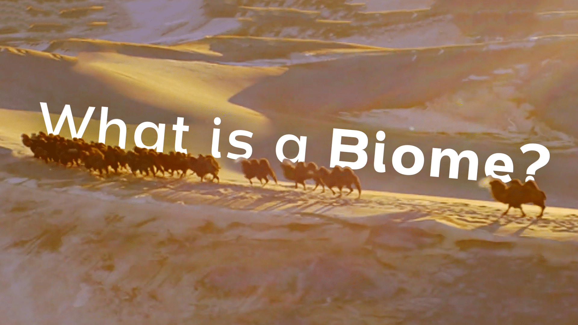 What Is a Biome? Video & Resources | ClickView