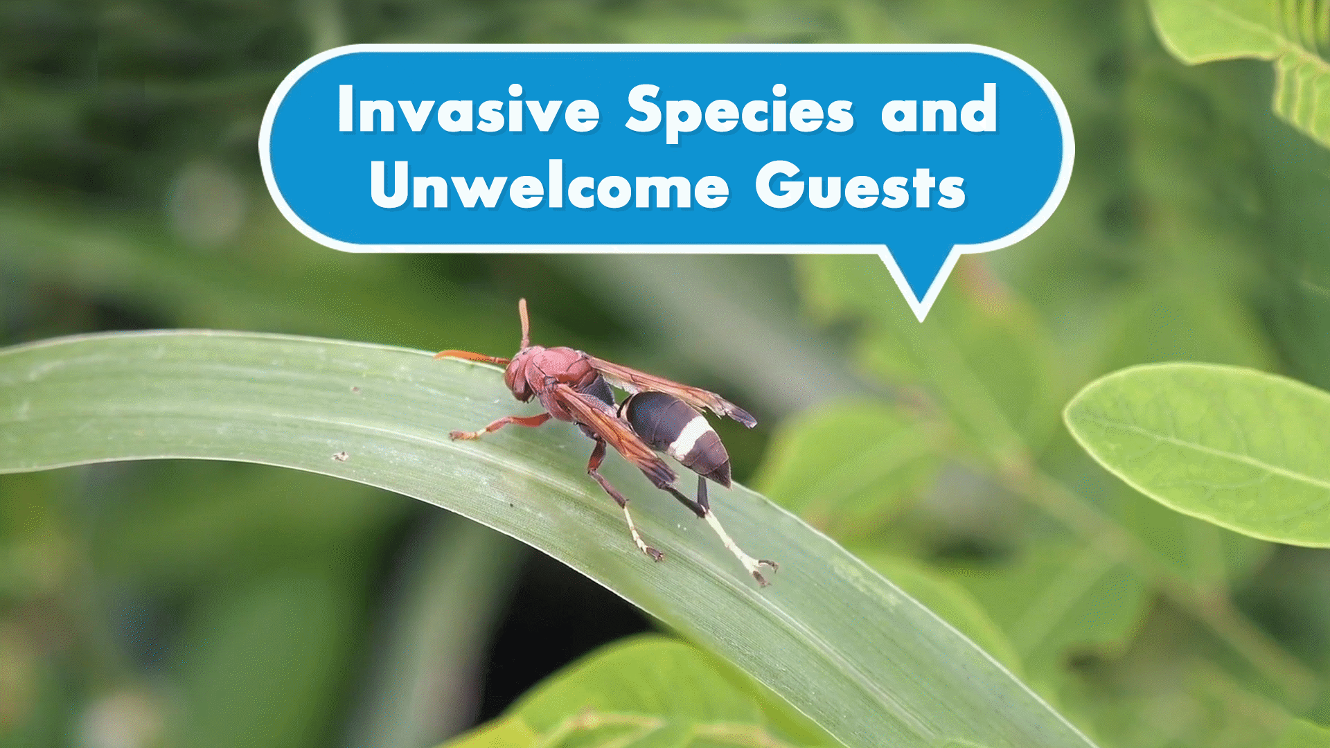 Invasive Species and Unwelcome Guests | ClickView
