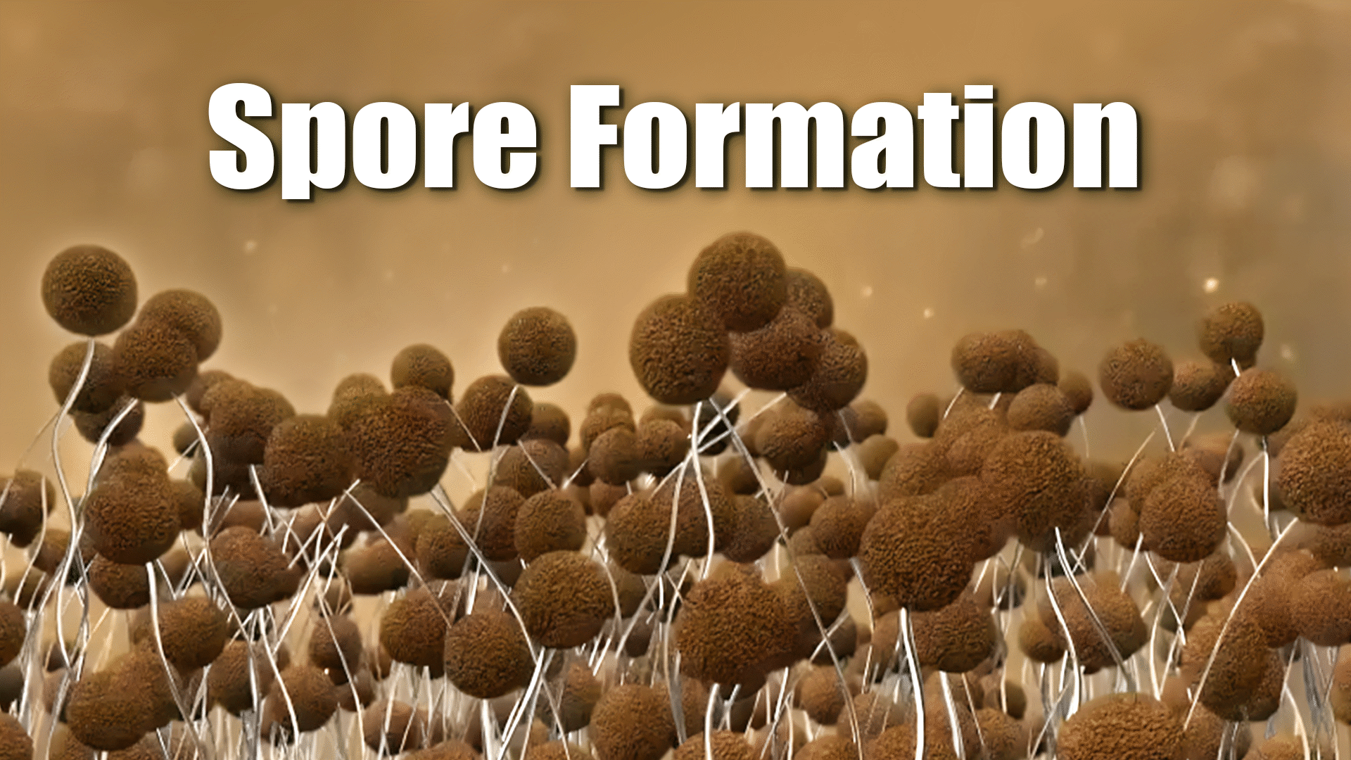 Reproduction in Plants Videos & Resources | ClickView