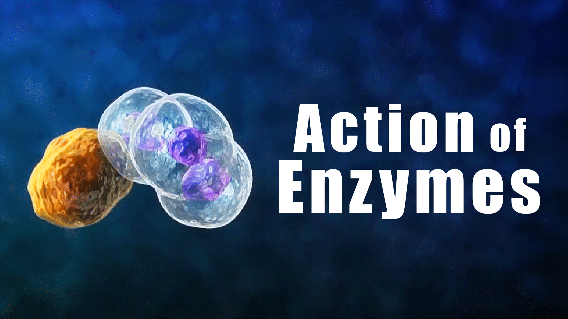 Physiology of Digestion: Action of Enzymes | ClickView