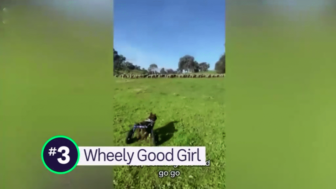 Tik Tok Dog - And finally meet Ali the Aussie... - ClickView