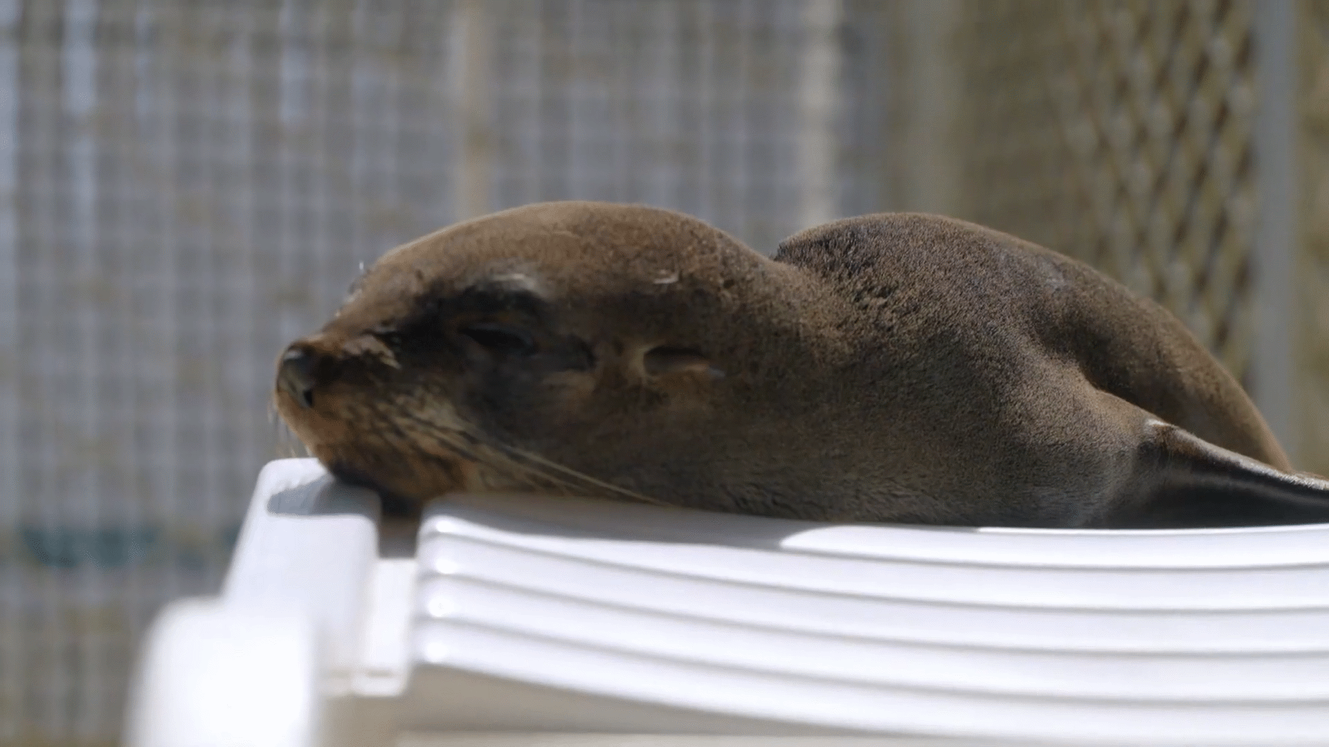 Story 1: Inskip Seal Rescue Video & Resources | ClickView
