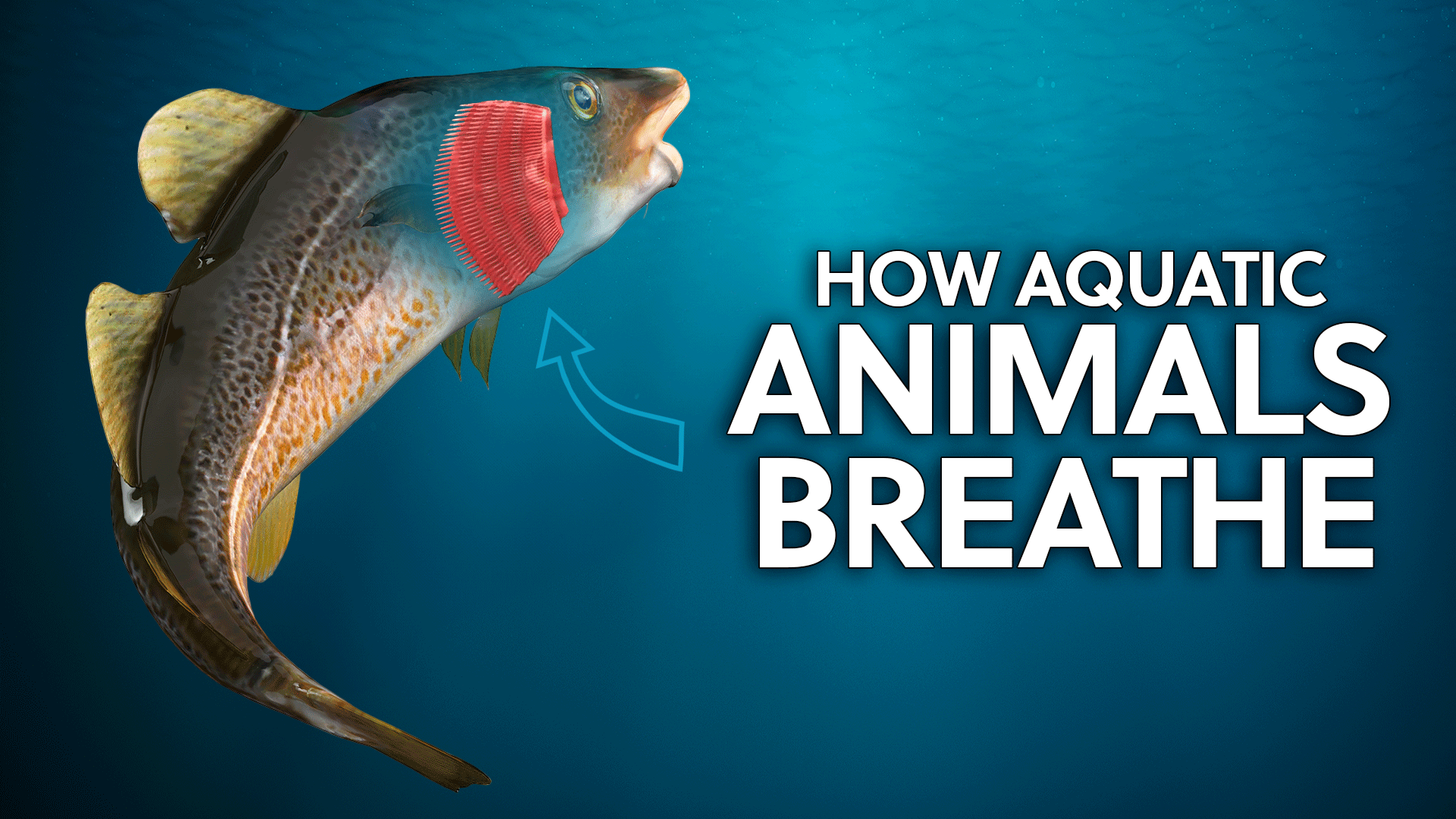 Animals Everywhere Videos & Resources | ClickView