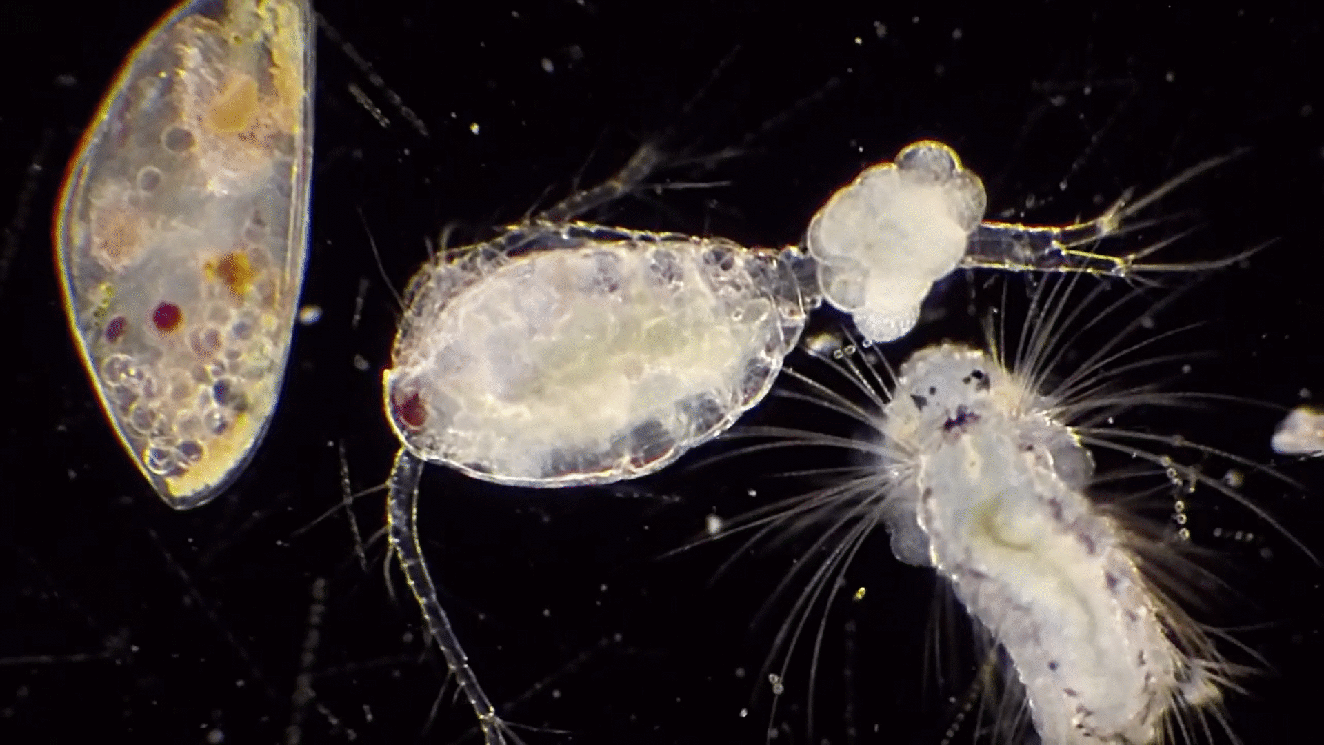 Plankton Video & Resources | ClickView