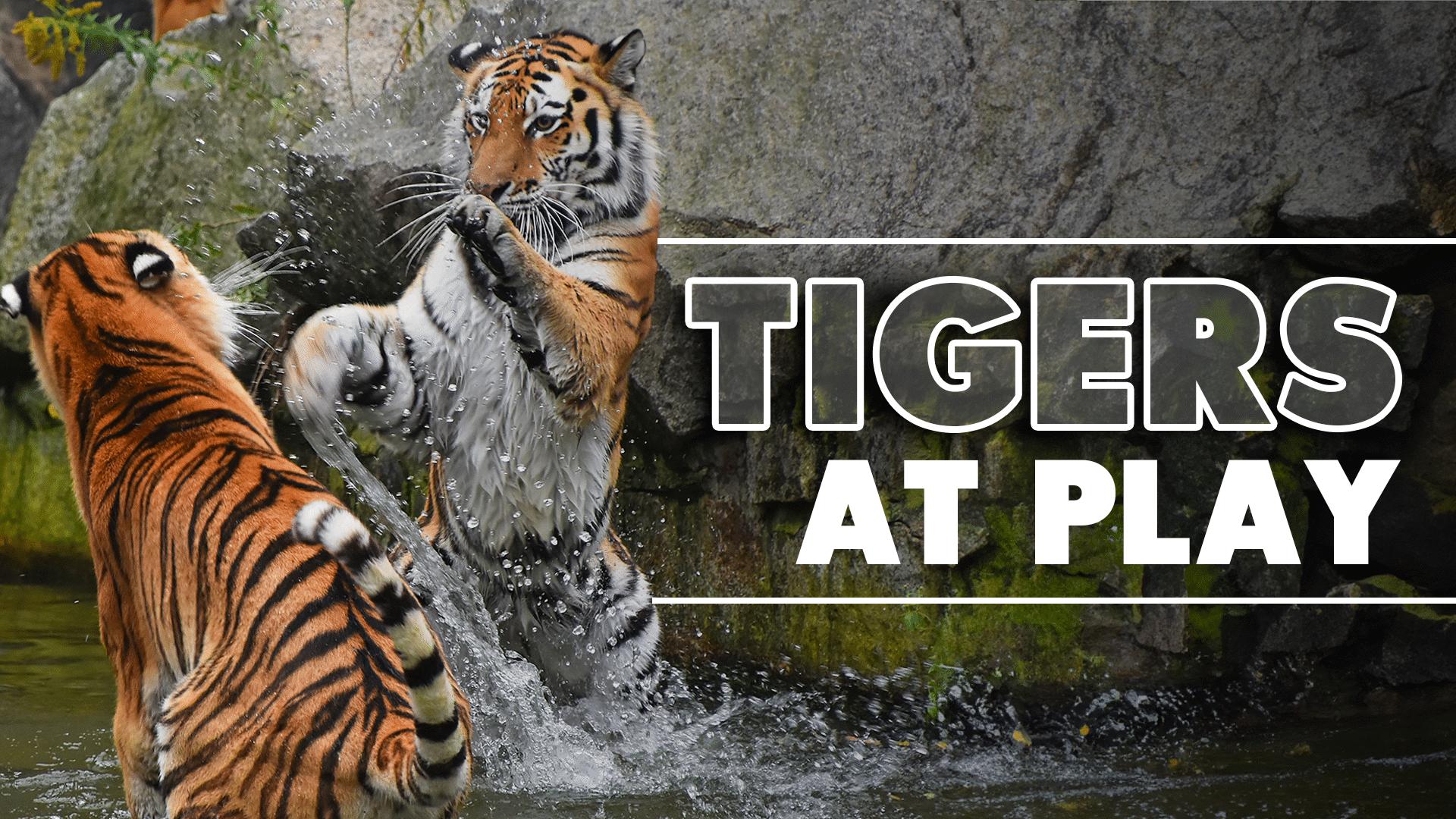 Tigers Play Fighting Video & Resources | ClickView