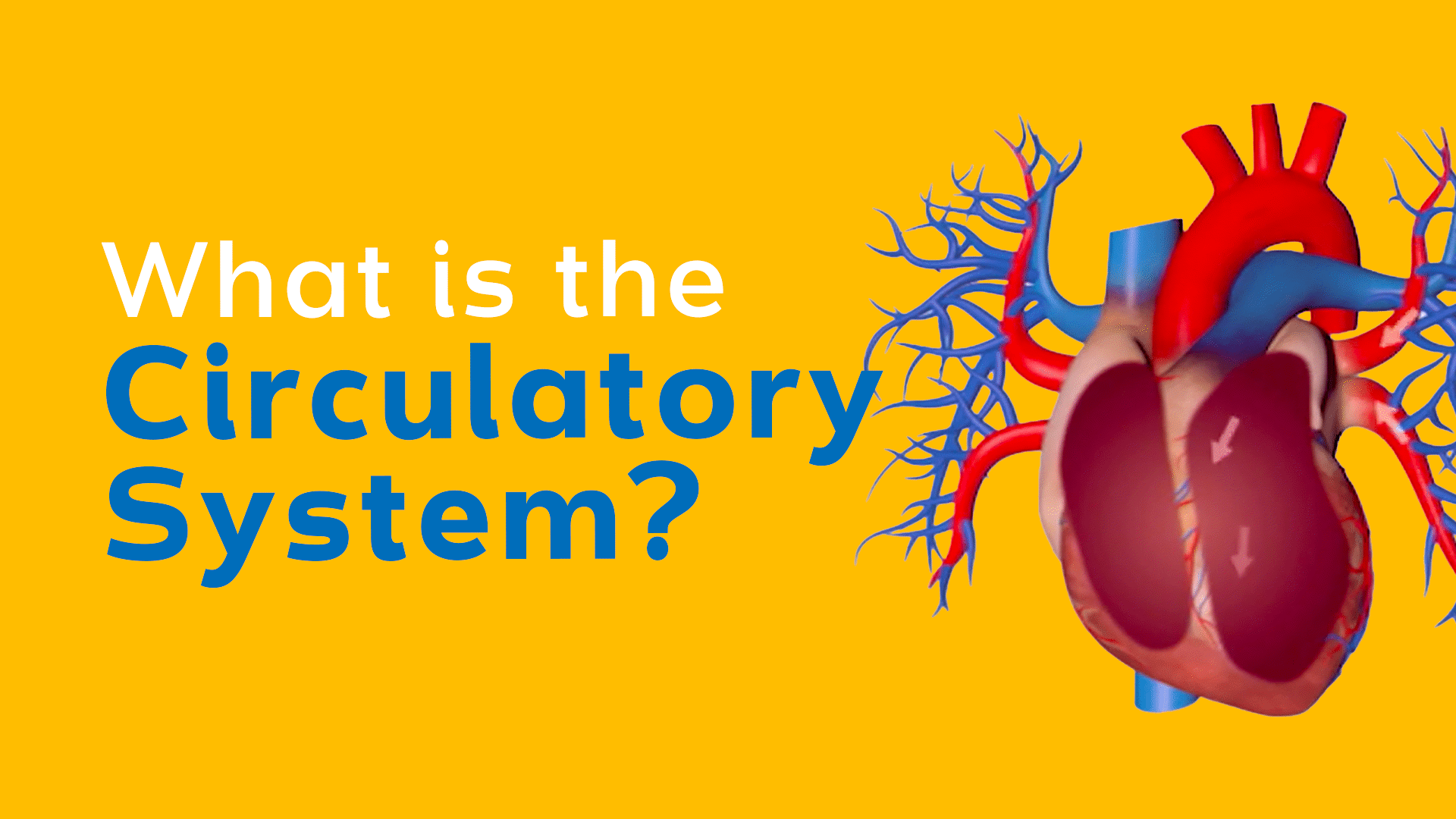 Body Systems: The Circulatory System | ClickView