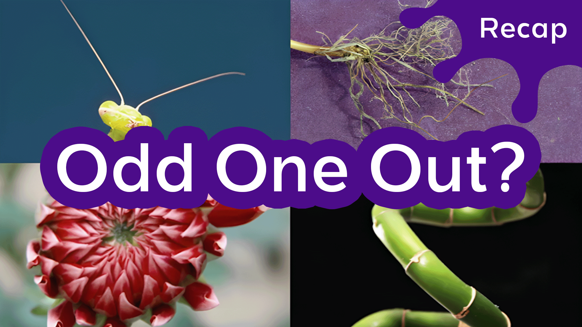 Parts of a Plant – Odd One Out Video & Resources | ClickView