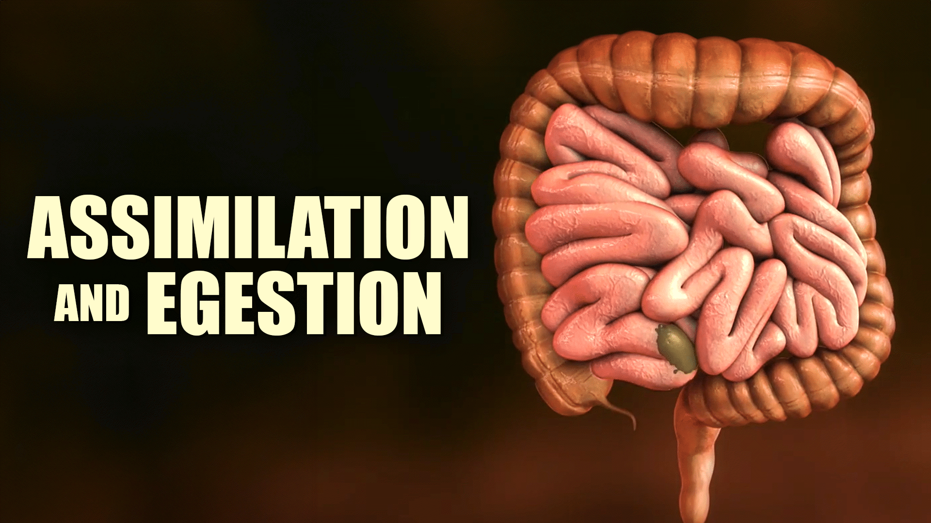 The Human Digestive System: Assimilation and Egestion | ClickView