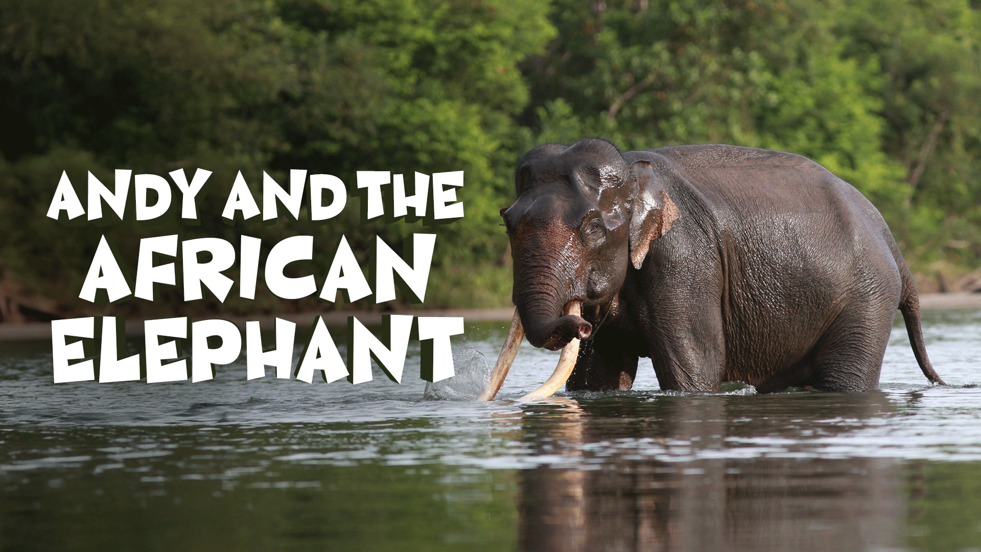 Andy and the African Elephant Video & Resources | ClickView