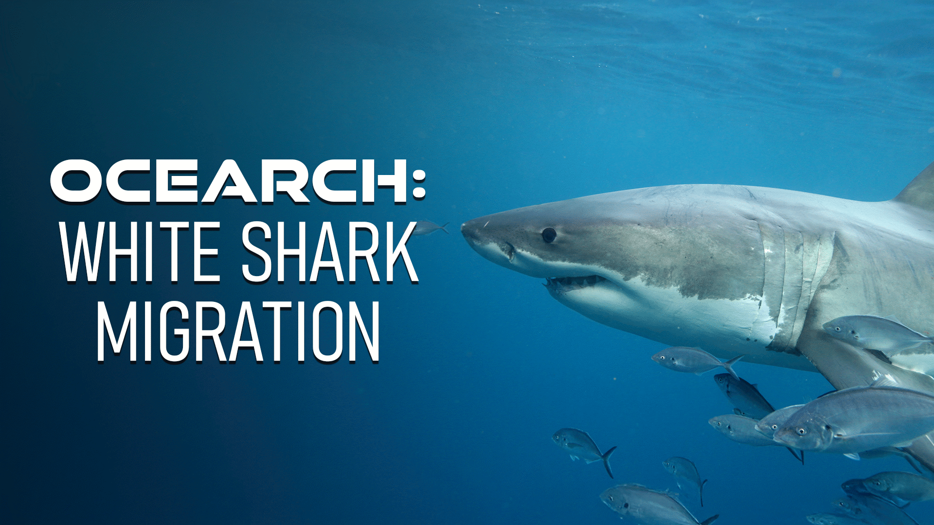 Expedition Southeast: White Shark Migration | ClickView