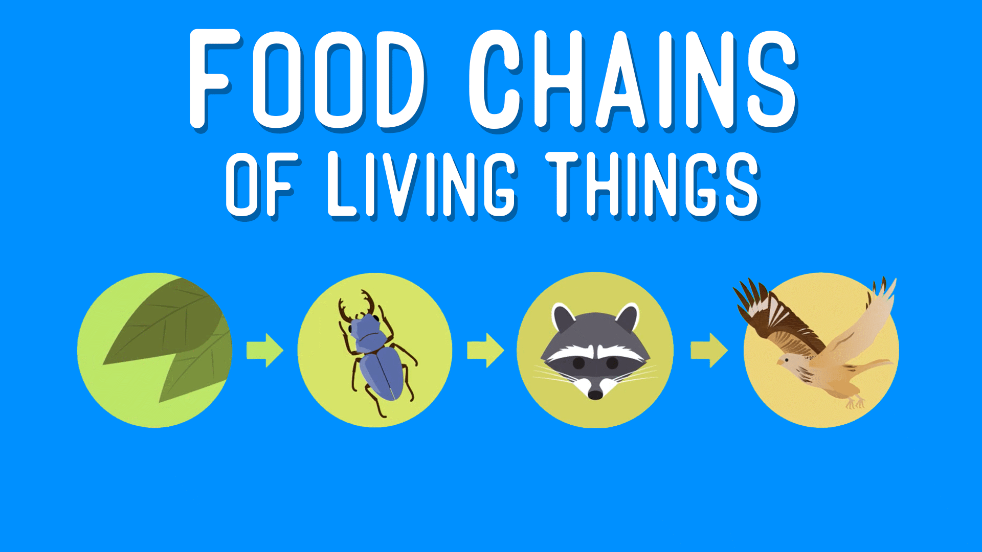 Crash Course Kids: Ecosystems and Flow of Energy | ClickView