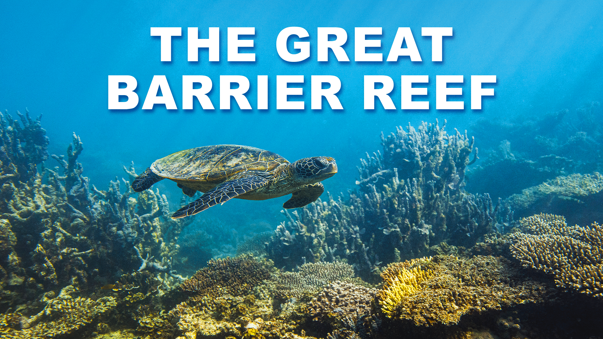The Great Barrier Reef: A Natural Wonder | ClickView