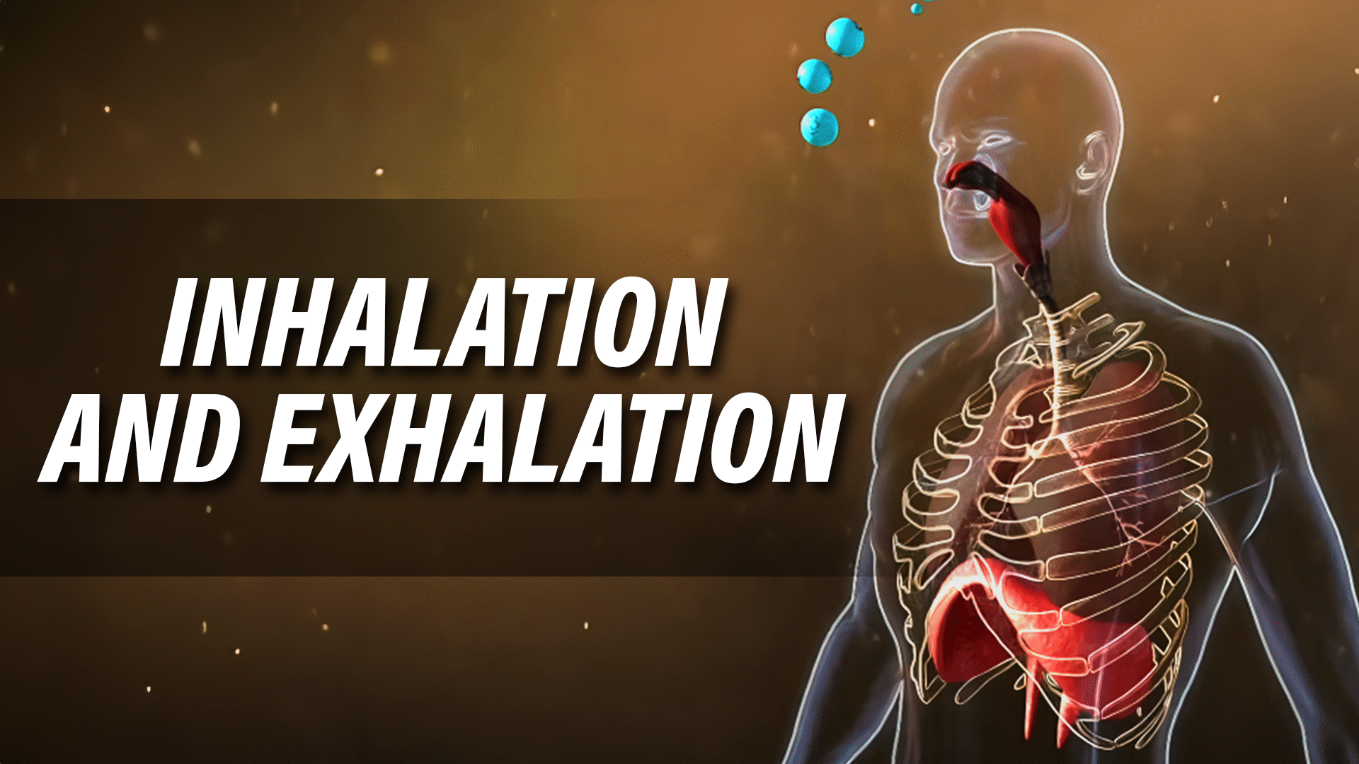 Inhalation and Exhalation Video & Resources | ClickView