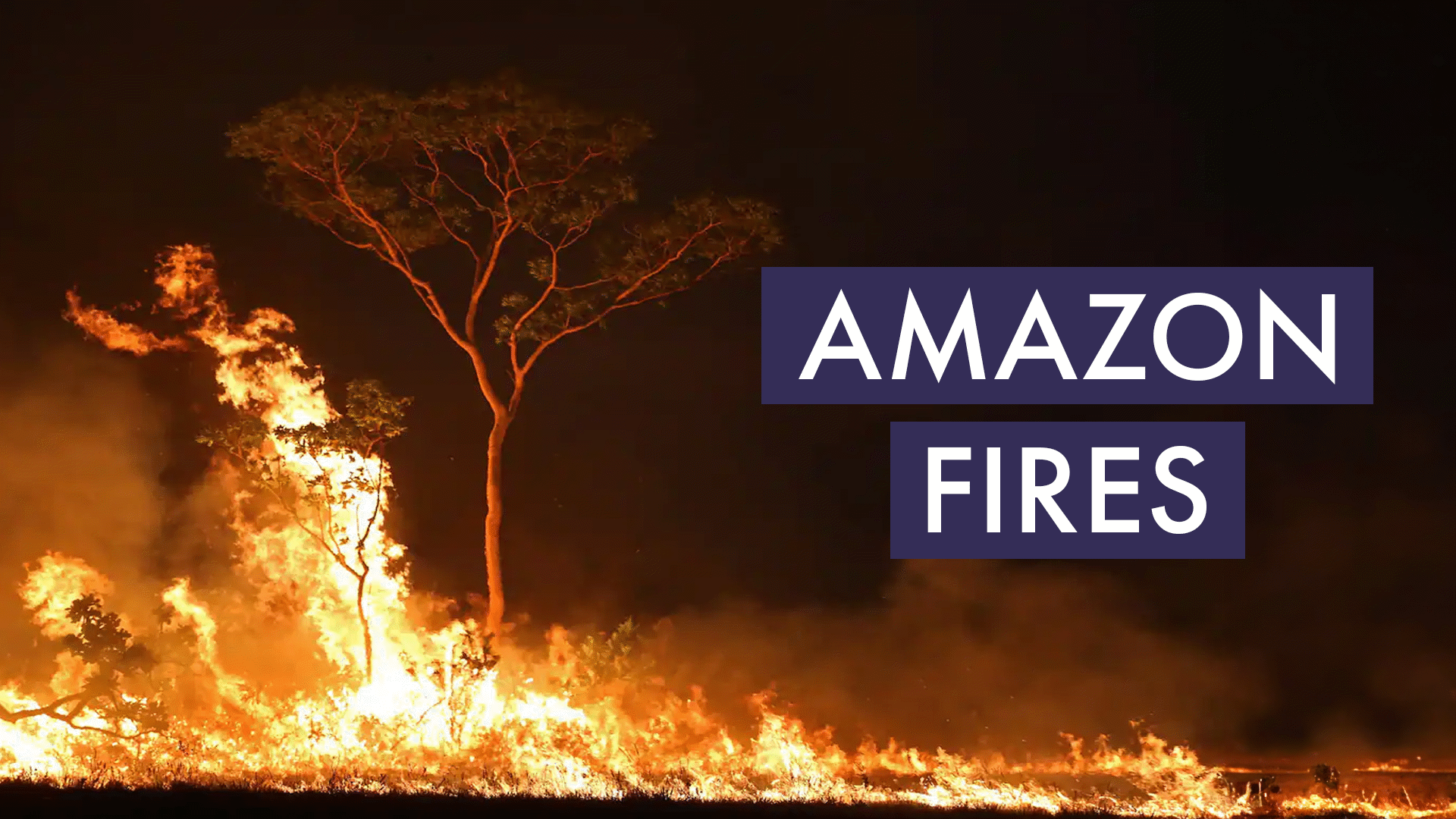 Amazon Fires Video & Resources | ClickView