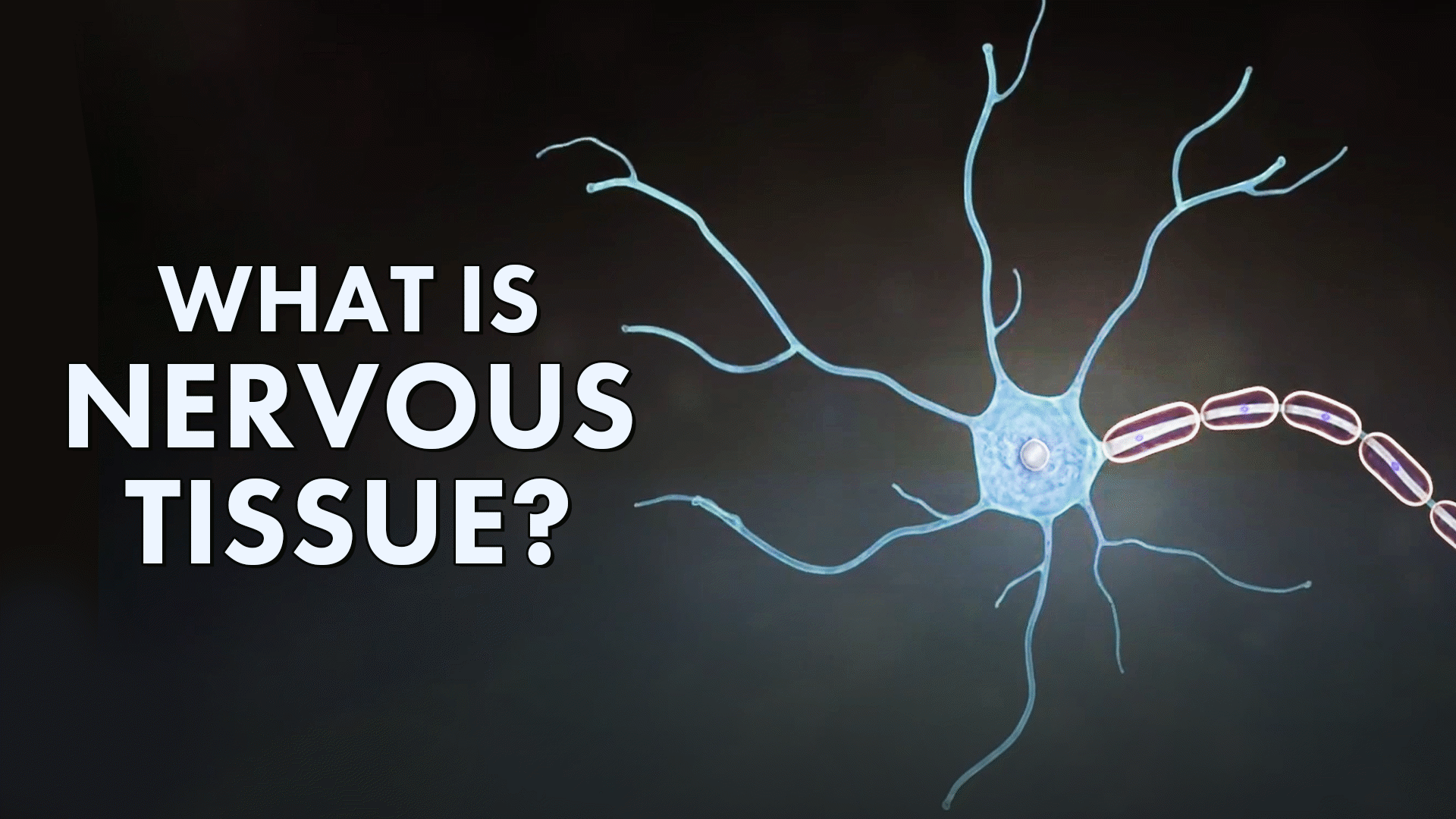 Nervous Tissue Video & Resources | ClickView