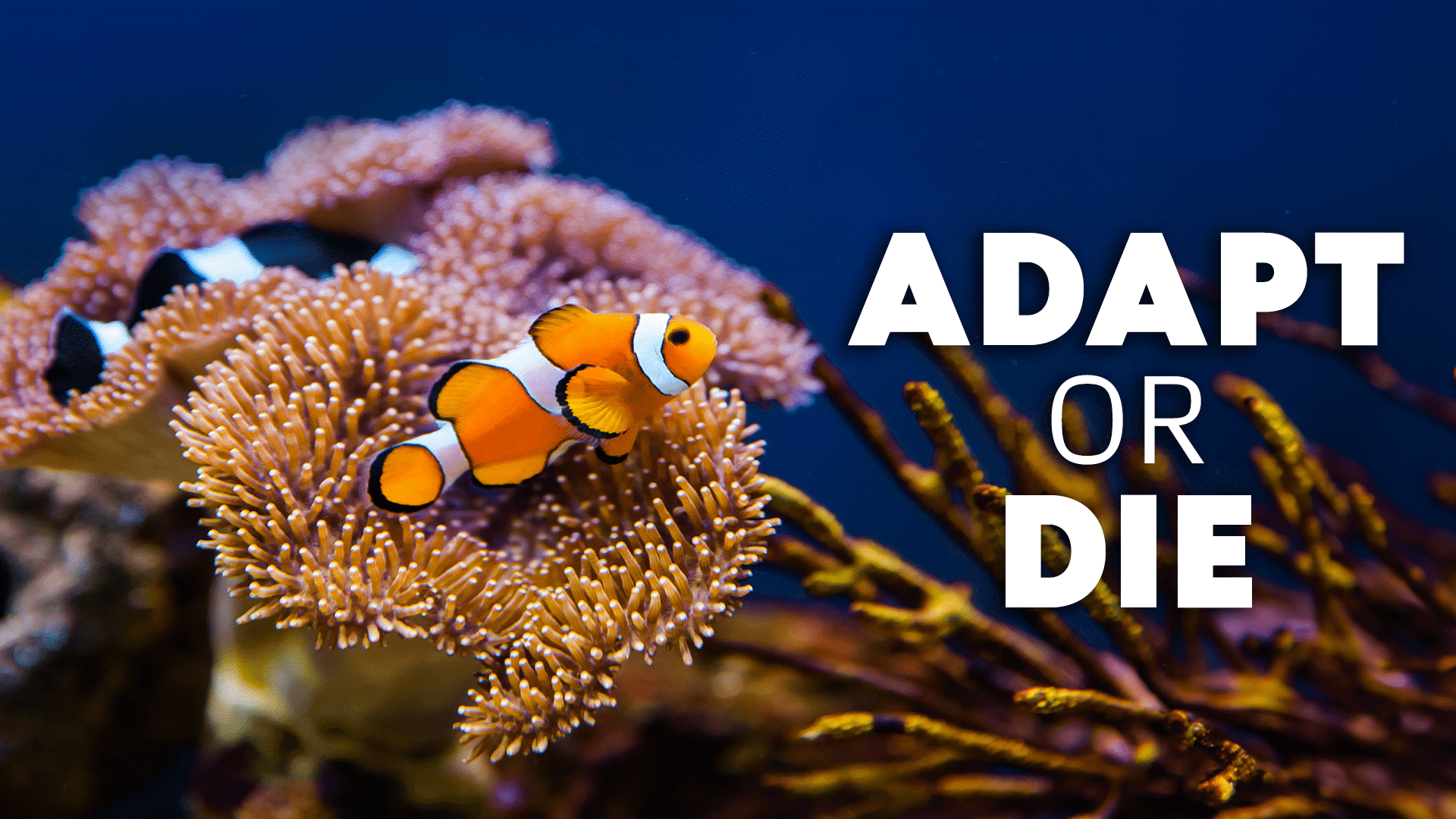 Adapt or Die Video & Resources | ClickView