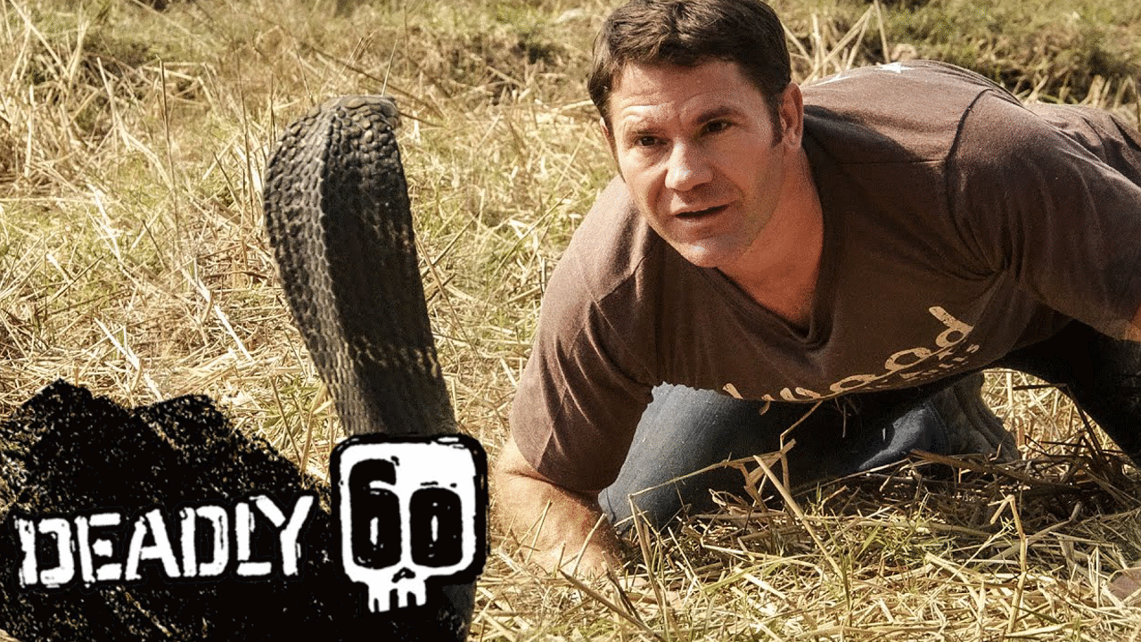 Deadly 60 - Airs 8:15 AM 29 Oct 2024 on CBBC HD - ClickView