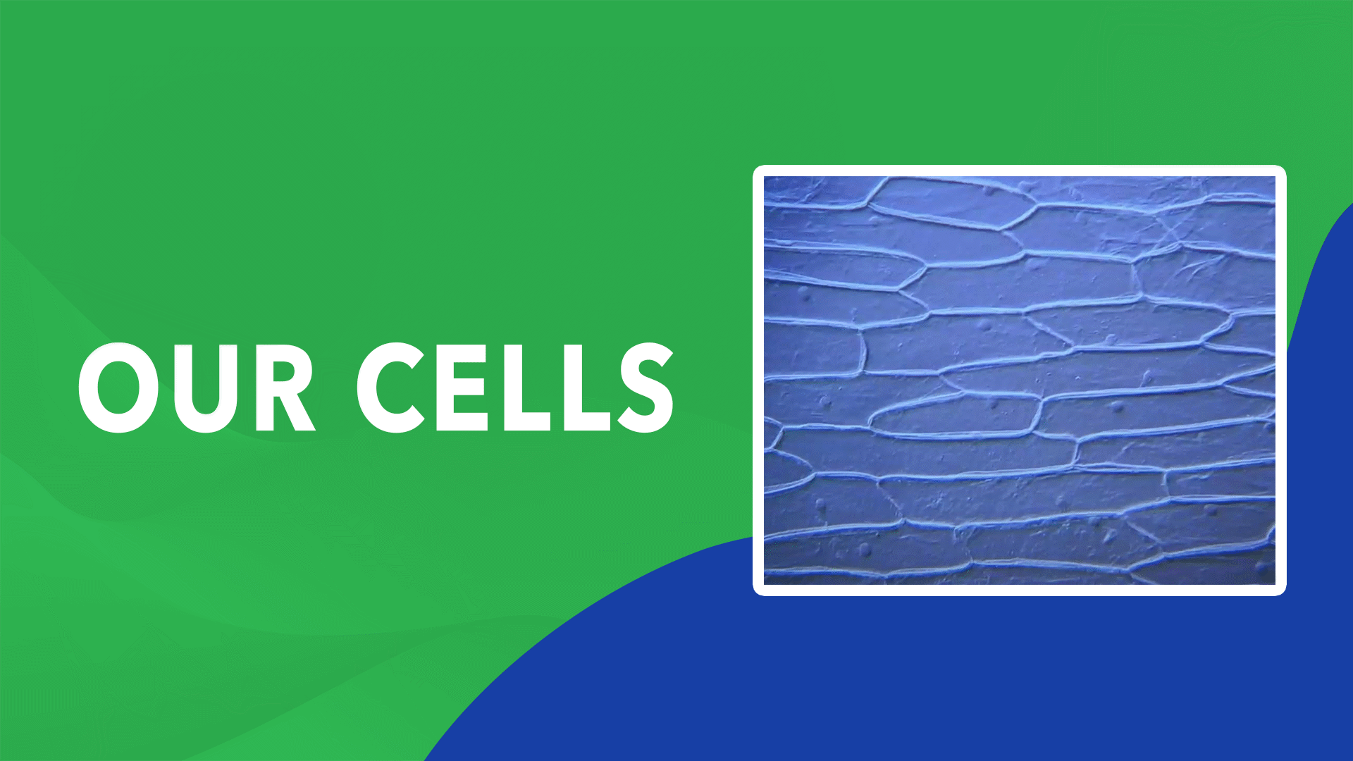 Our Cells Recording | Streamable Learning