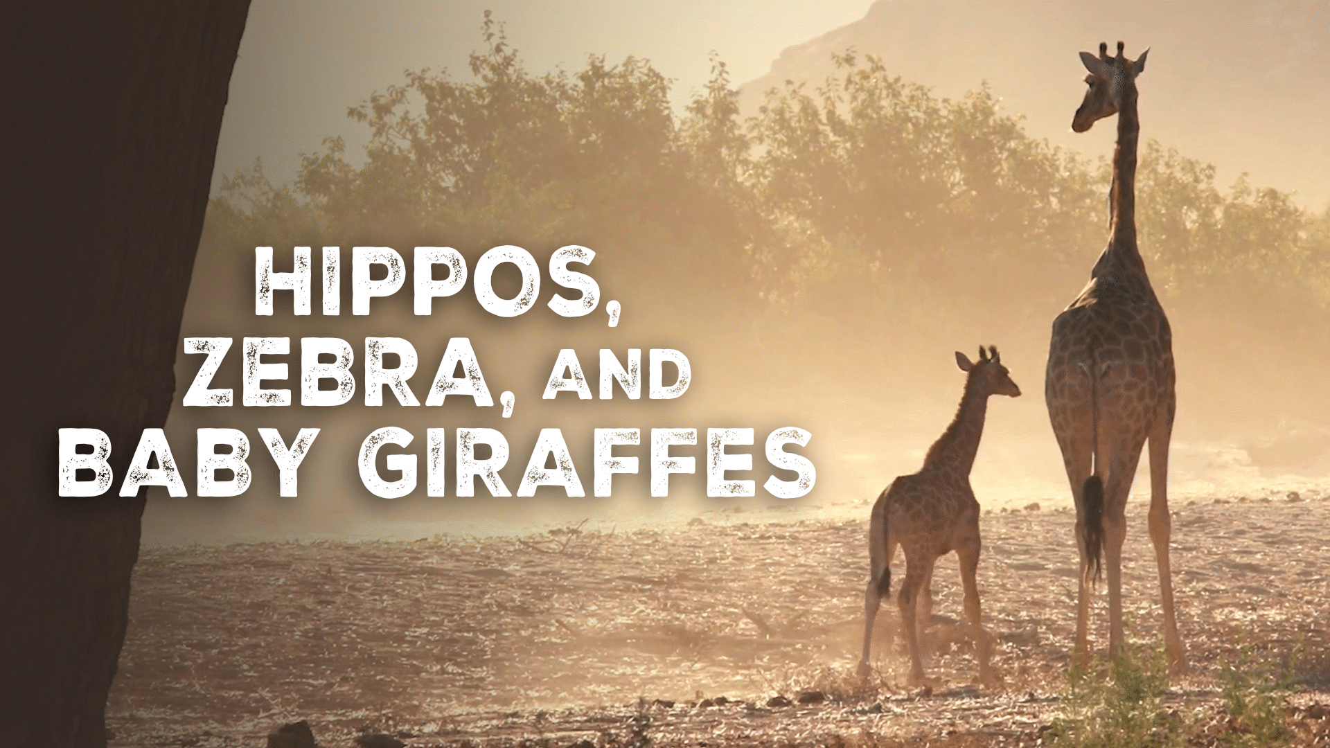 Hippos, Zebra, and Baby Giraffes | ClickView
