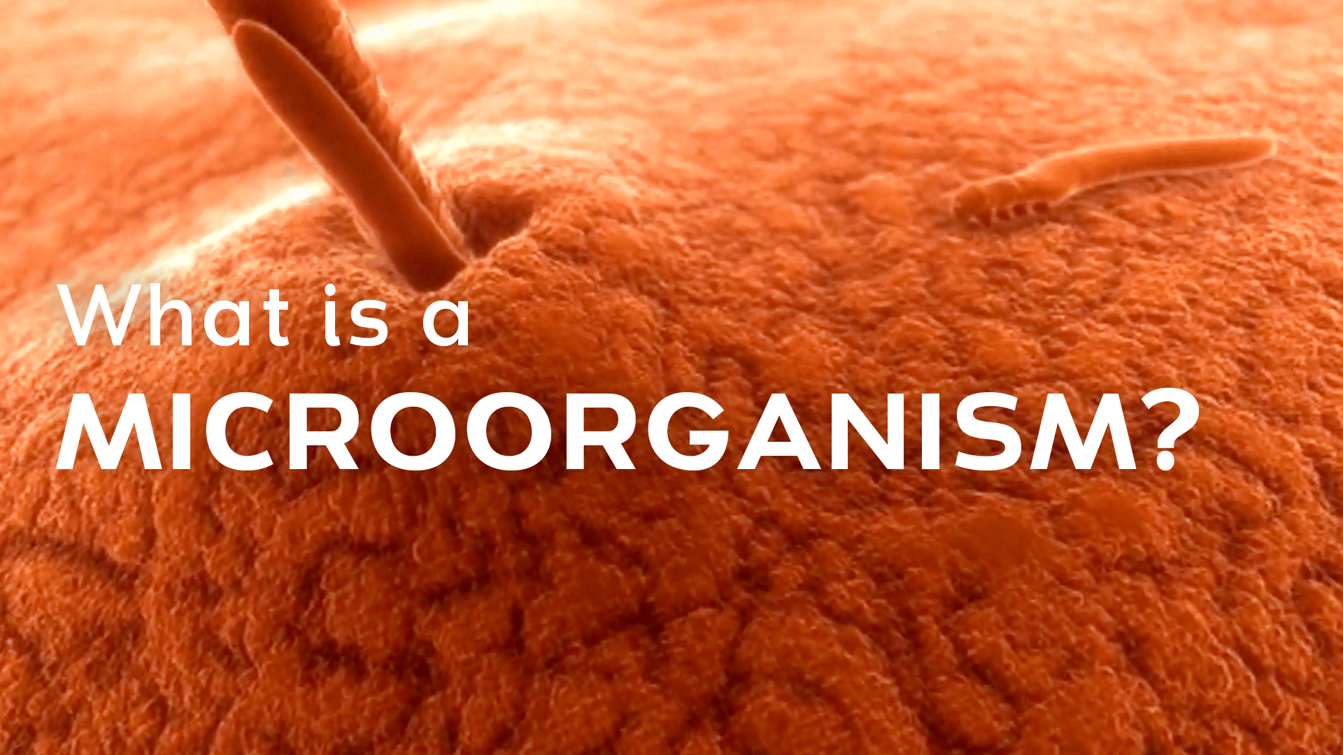 What Is a Microorganism? Video & Resources | ClickView