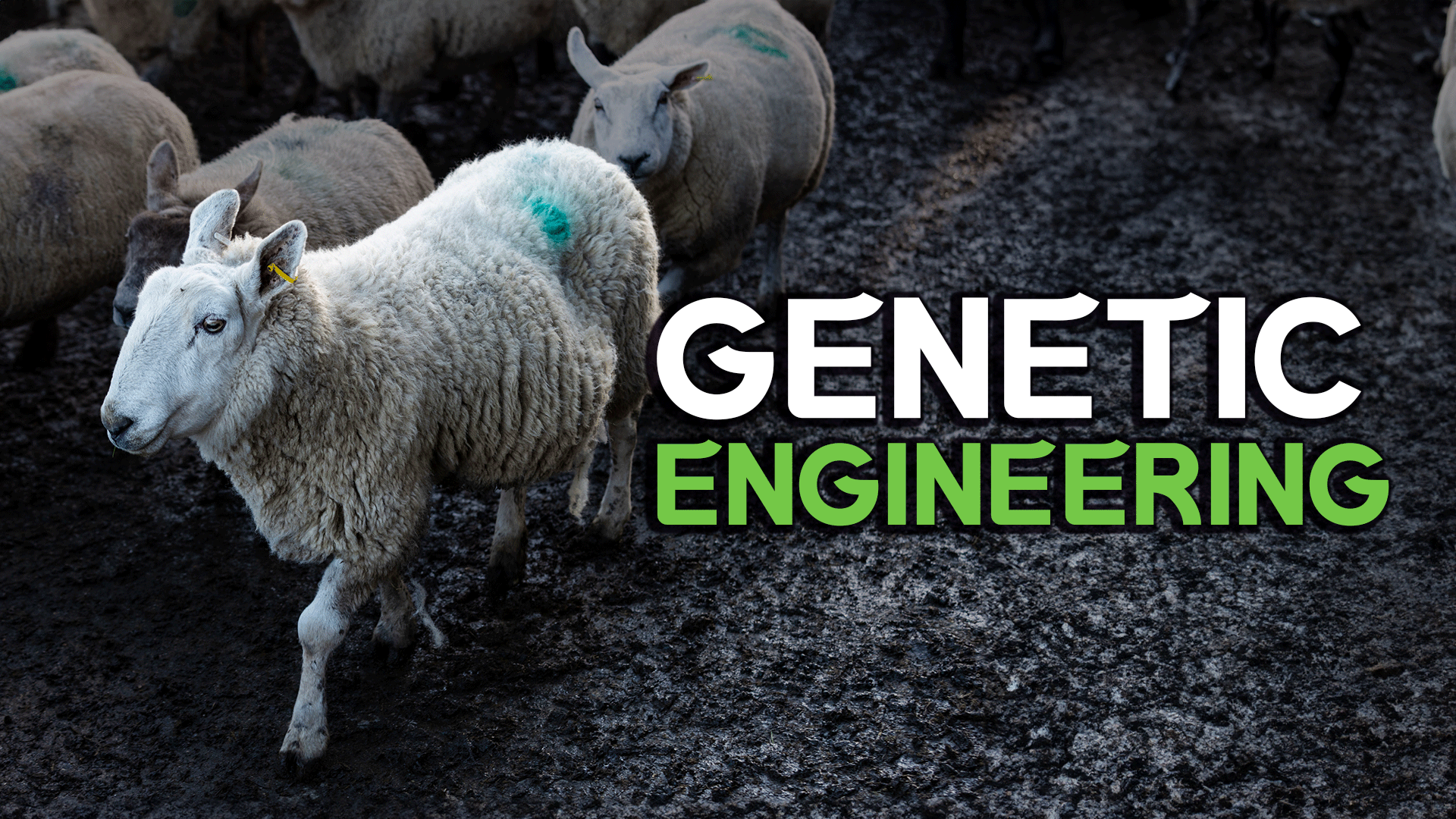 Genetic Engineering Video & Resources | ClickView