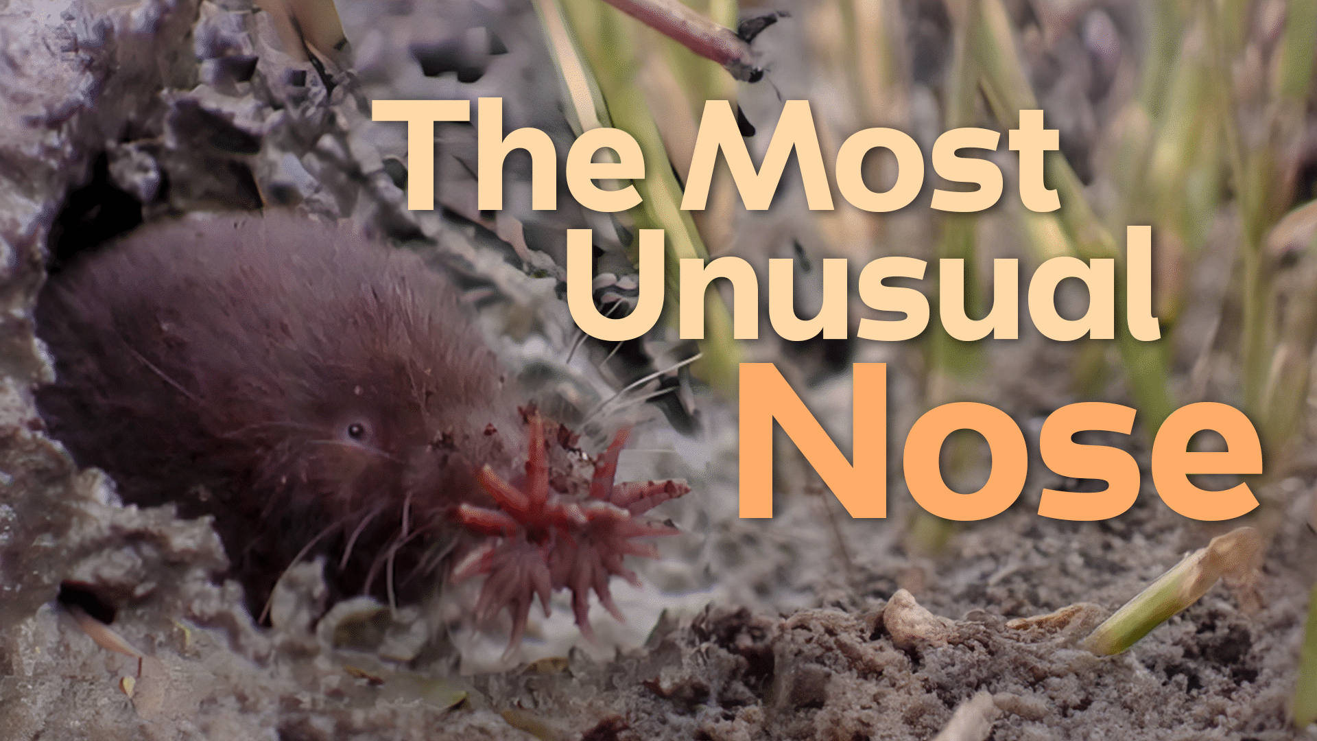 Humans and Other Animals: Humans' and Other Animals' Needs | ClickView