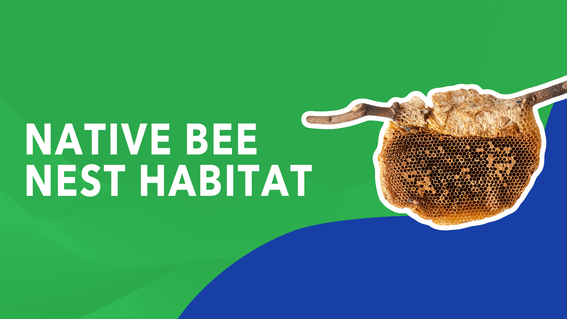 Planet Bee presents Native Bee Nest Habitat | Streamable Learning