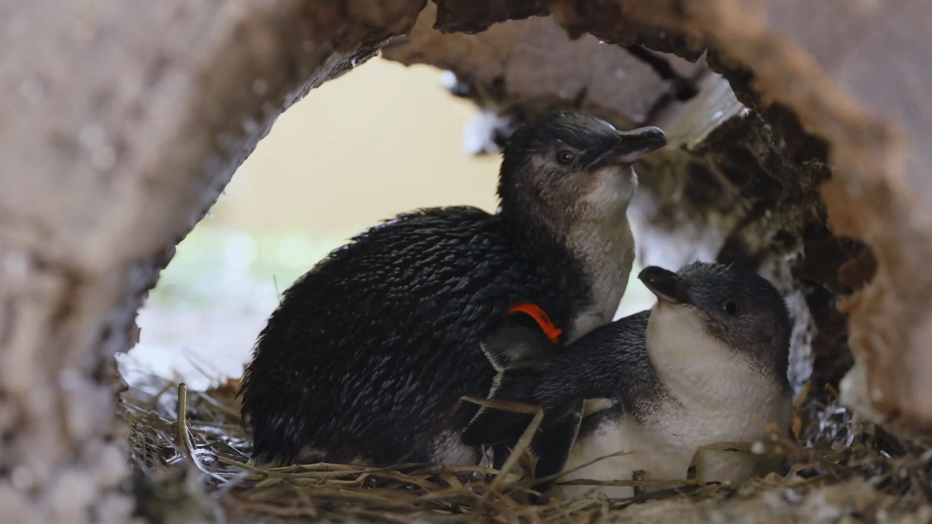 Story 3: Baby Fairy Penguin Video & Resources | ClickView