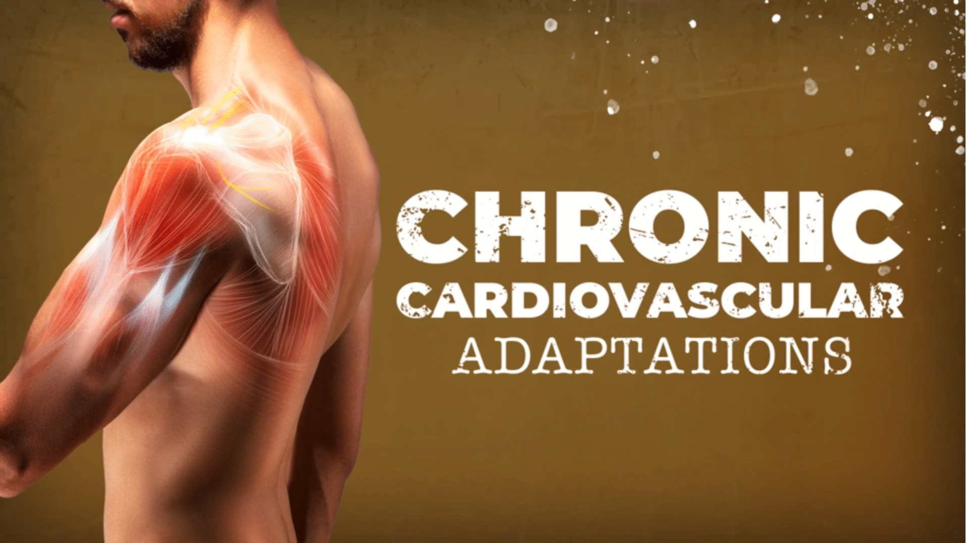 Chronic Cardiovascular Adaptations | ClickView