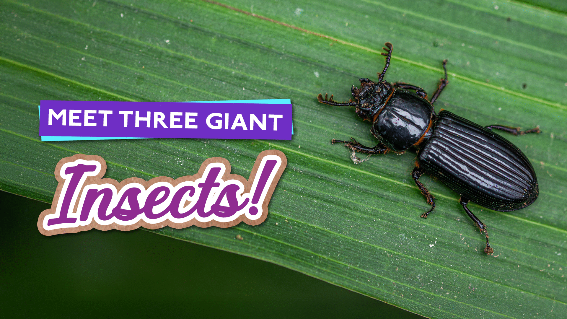 Meet Three Giant Insects! Video & Resources | ClickView