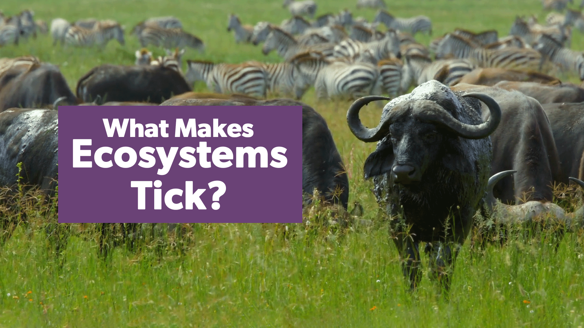 Relationships in Ecosystems Video & Resources | ClickView