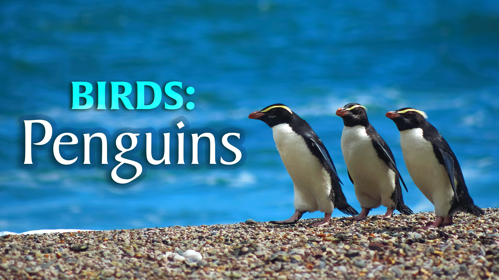 Penguins Video & Resources | ClickView