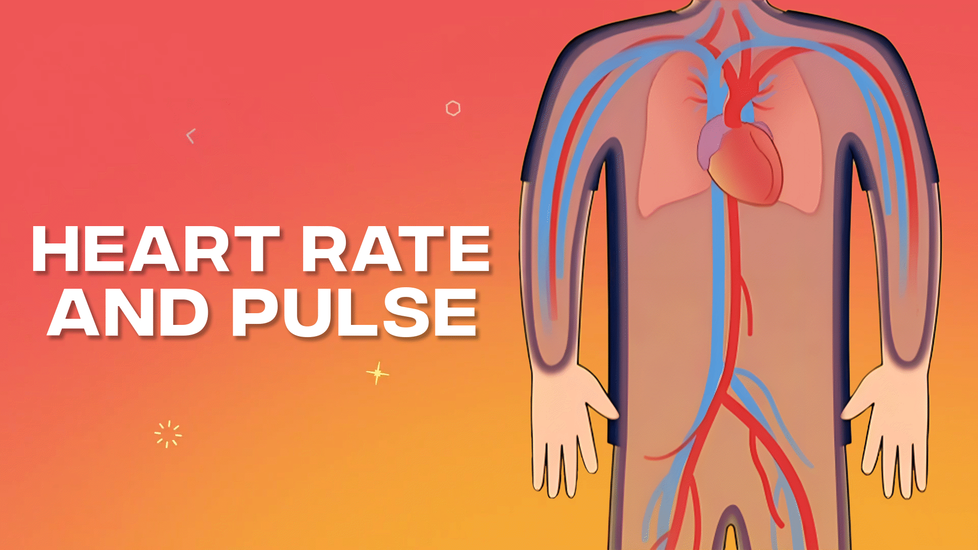 The Circulatory System | ClickView