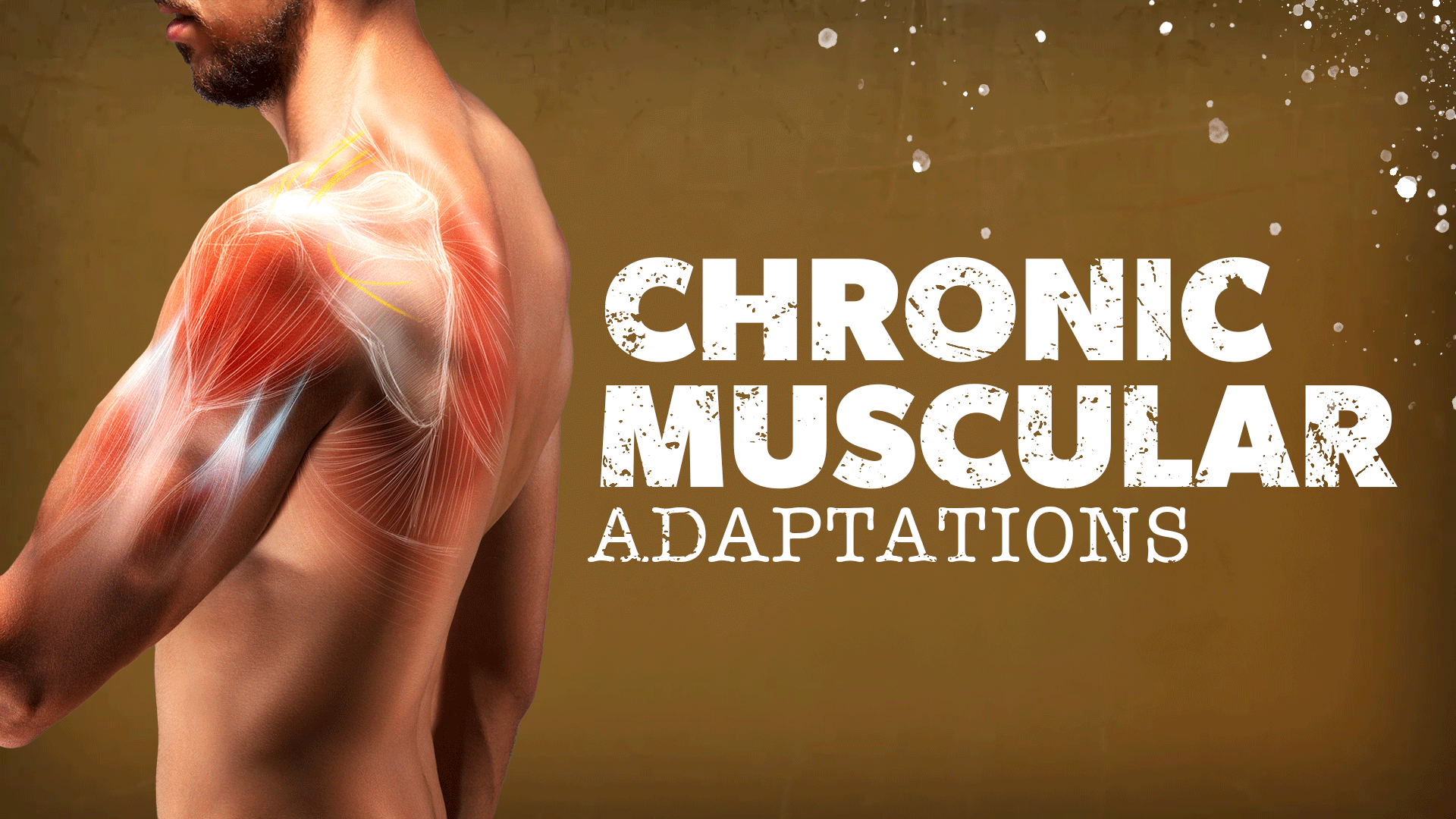 Chronic Muscular Adaptations Video & Resources | ClickView