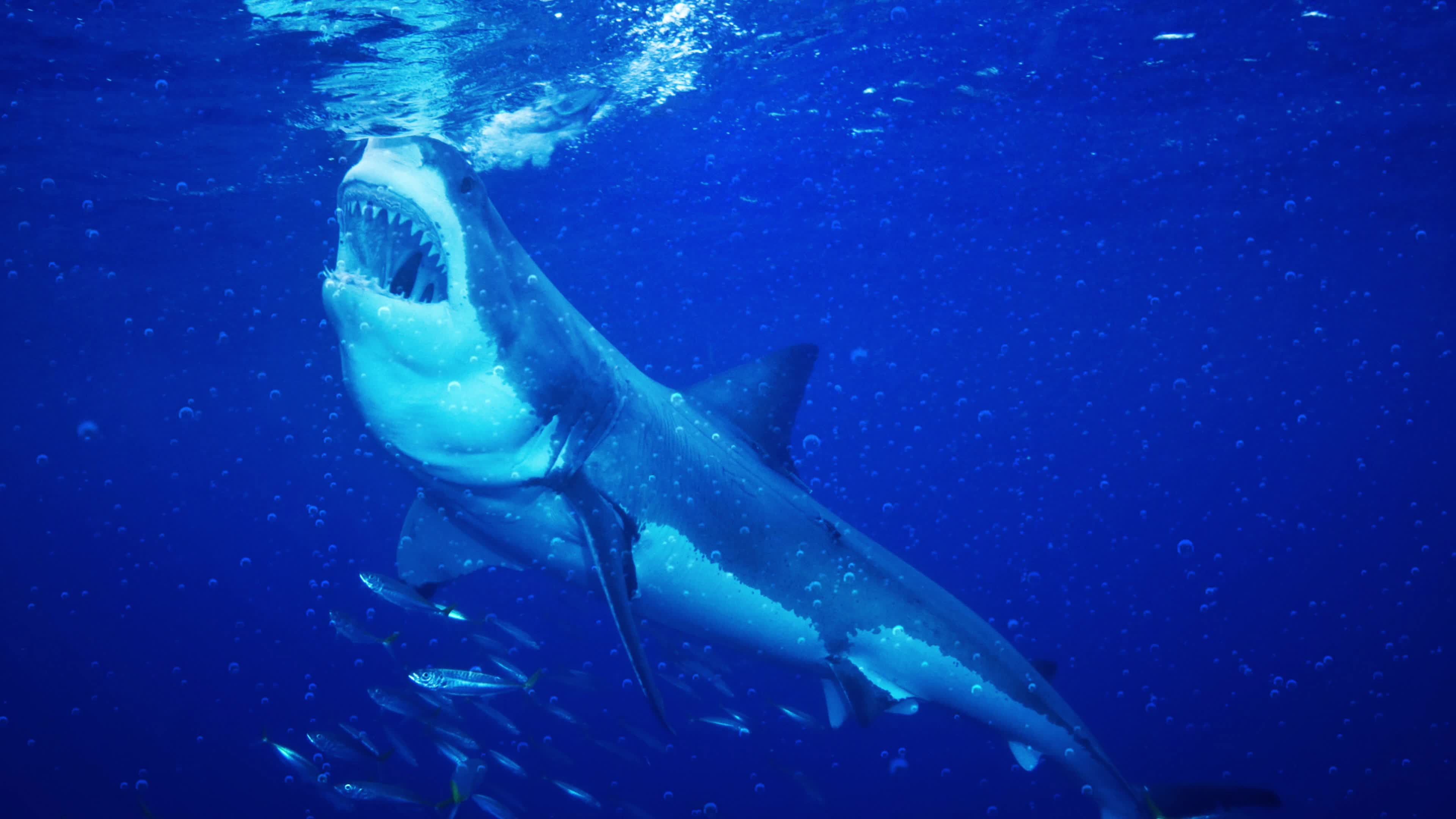 Discover New Primary Videos & Resources | ClickView