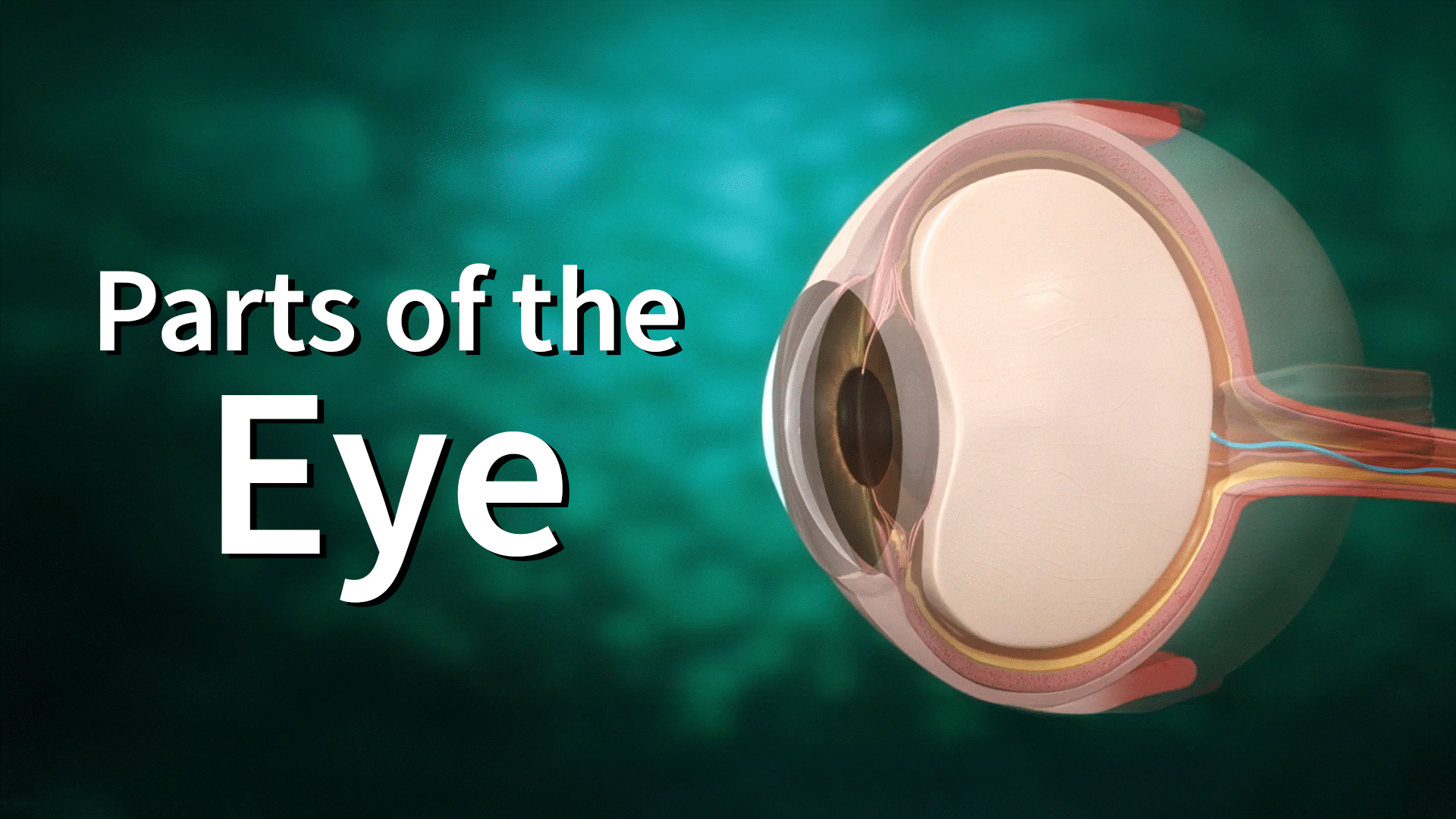 Eyes Video & Resources | ClickView