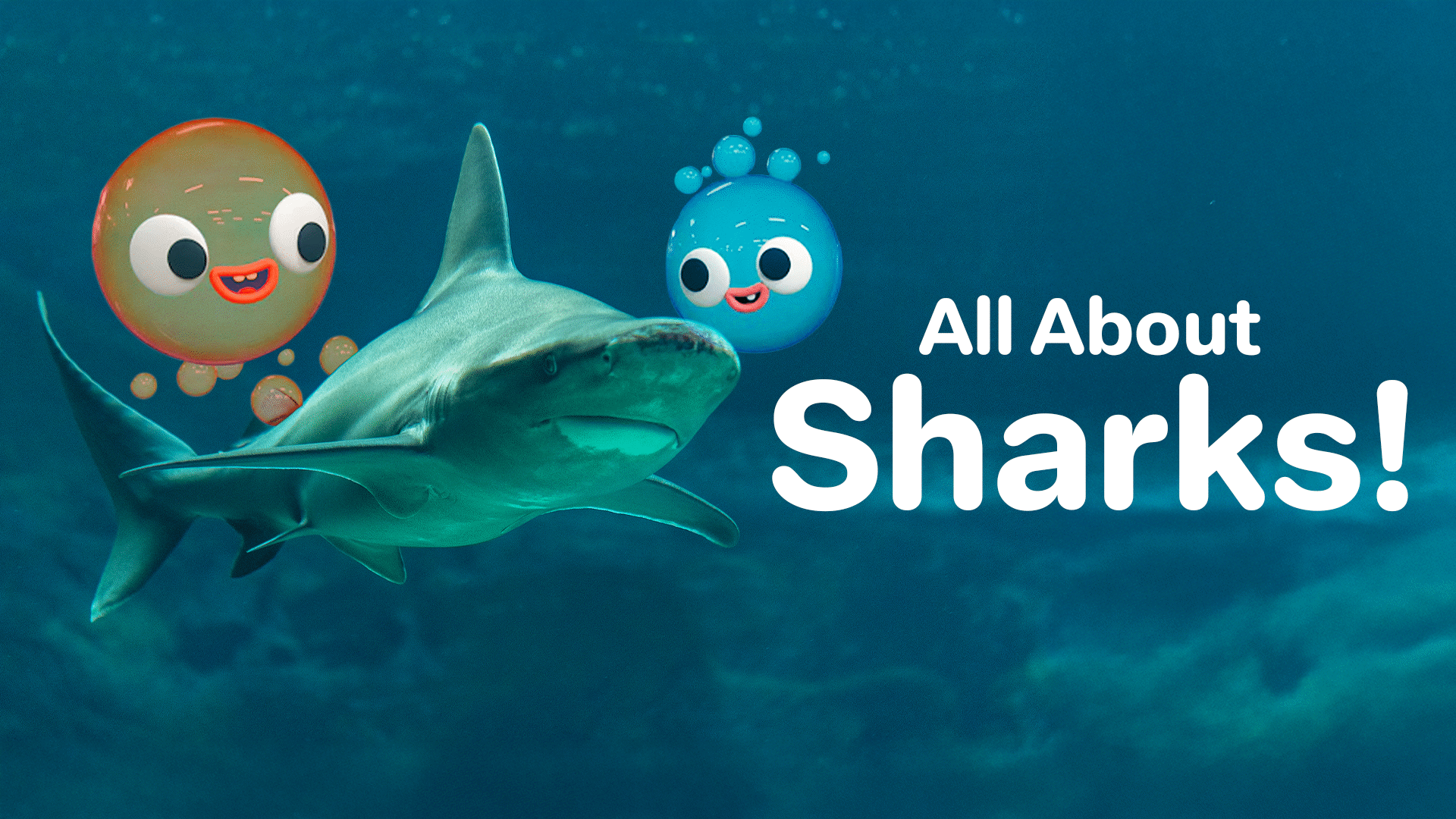Sharks Video & Resources | ClickView
