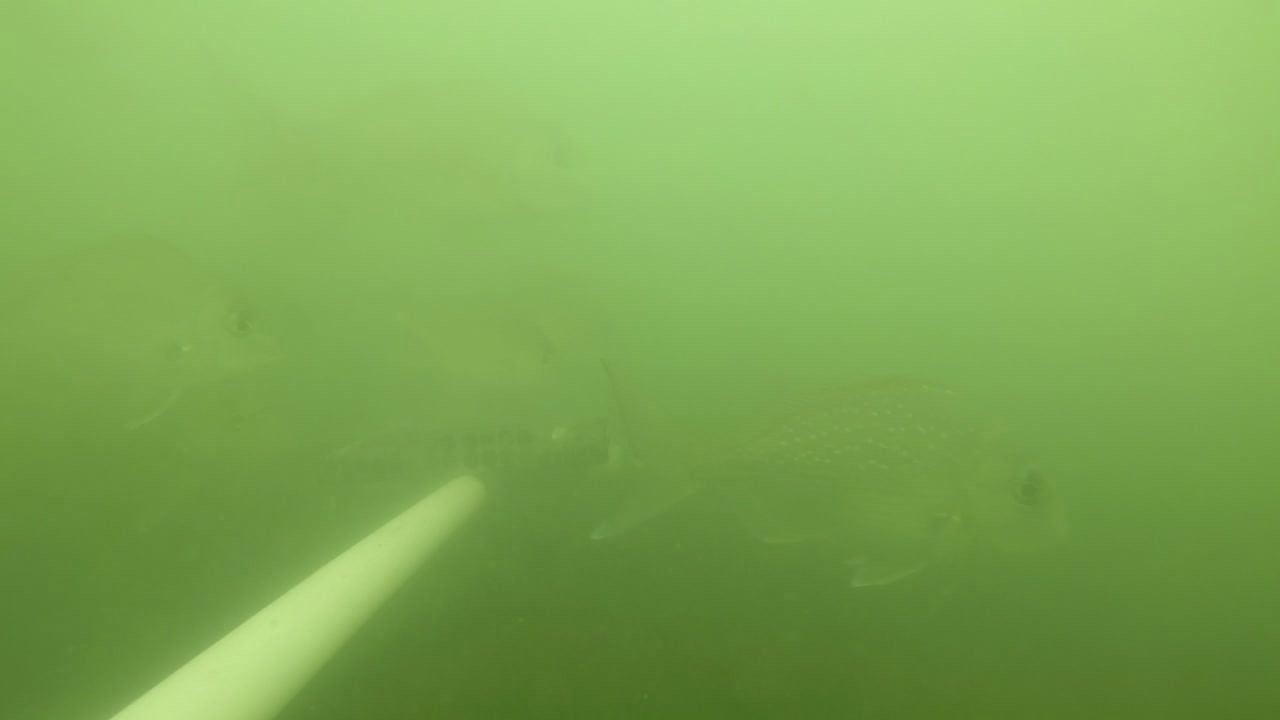 BRUV Video 2 31/10/23 - ClickView