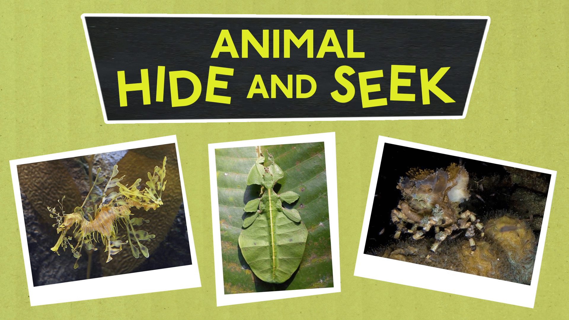 Camouflage: Animal Hide and Seek | ClickView